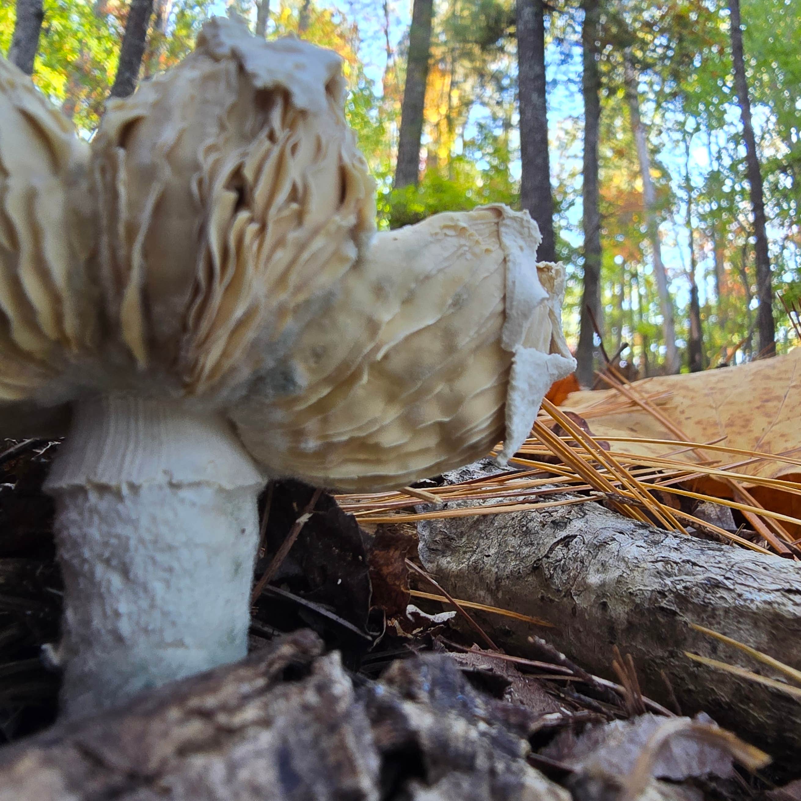 Mile Creek County Park Camping | Tamassee, South Carolina