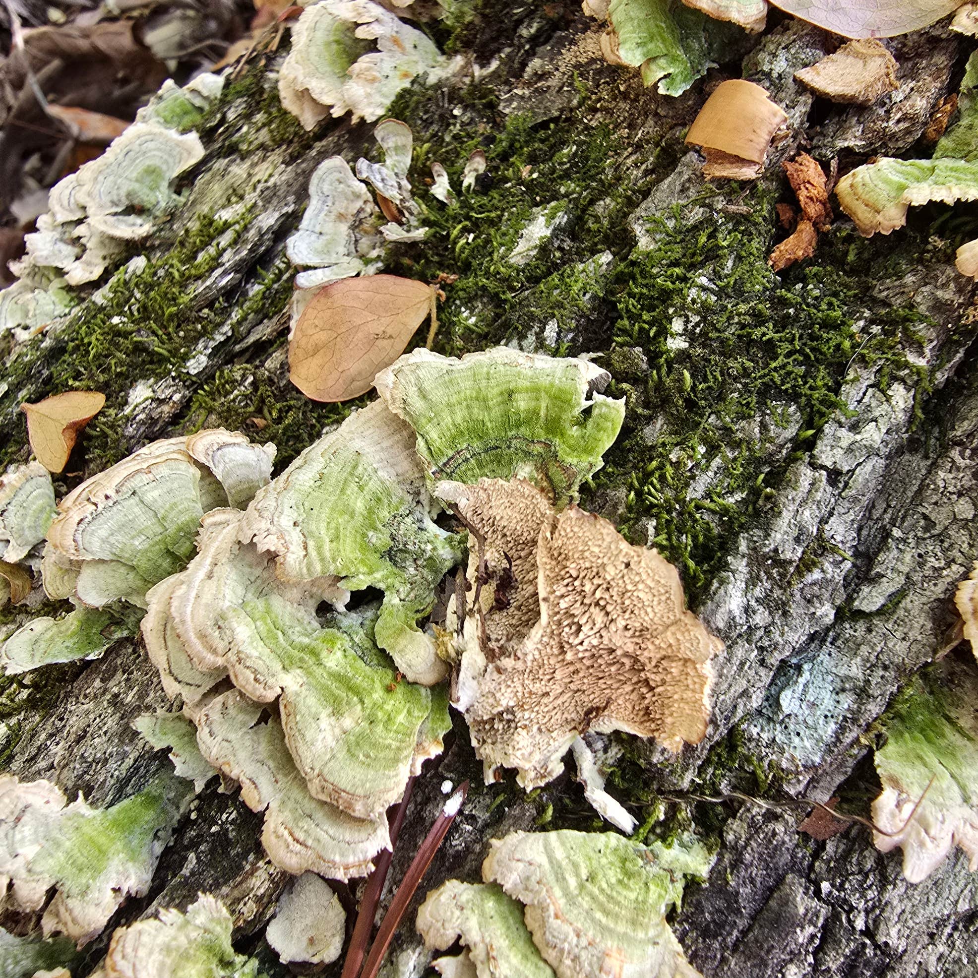 Mile Creek County Park Camping | Tamassee, South Carolina