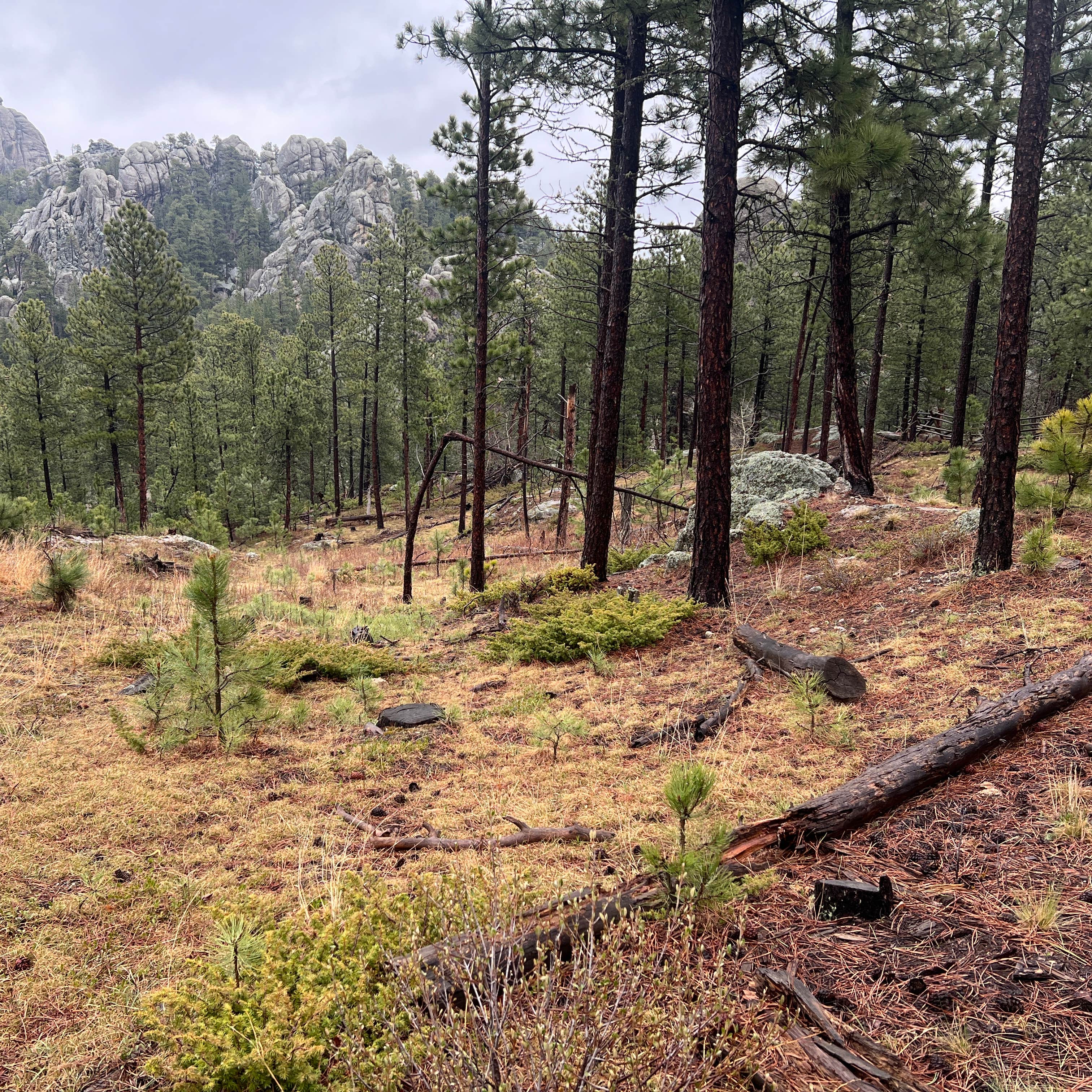 Wrinkled Rock Camping | Keystone, South Dakota