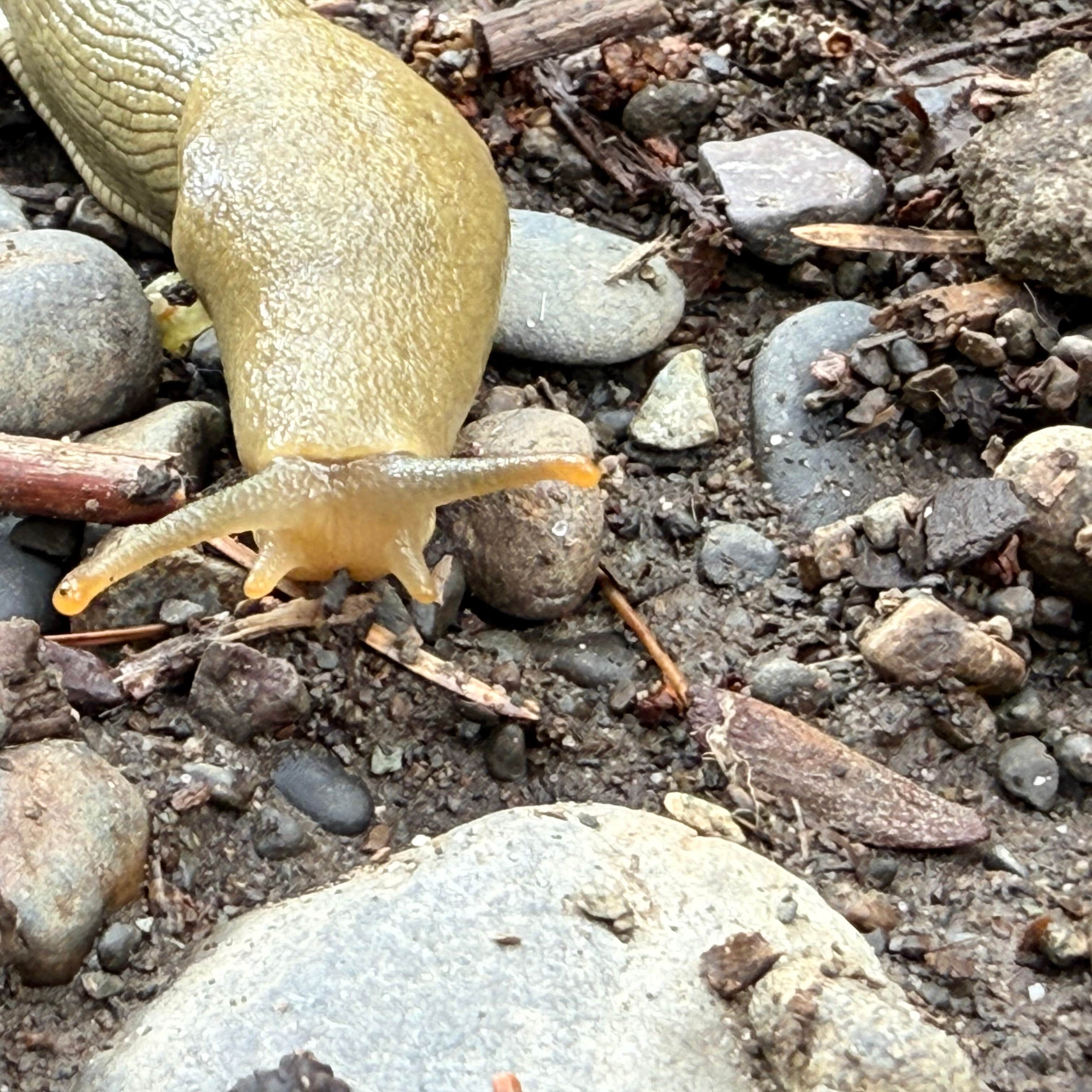 South Fork Calawah River Camping | Forks, Washington