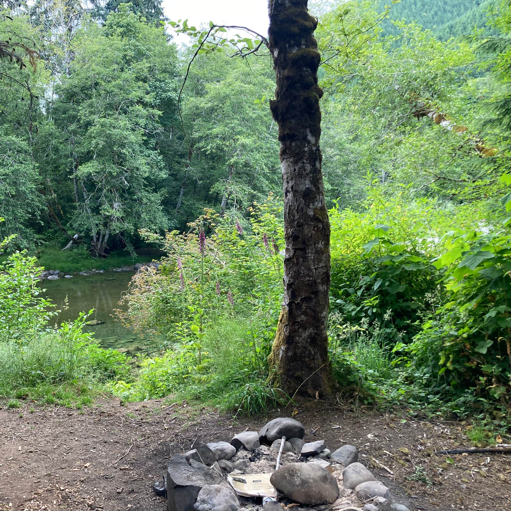 South Fork Calawah River Camping | Forks, Washington