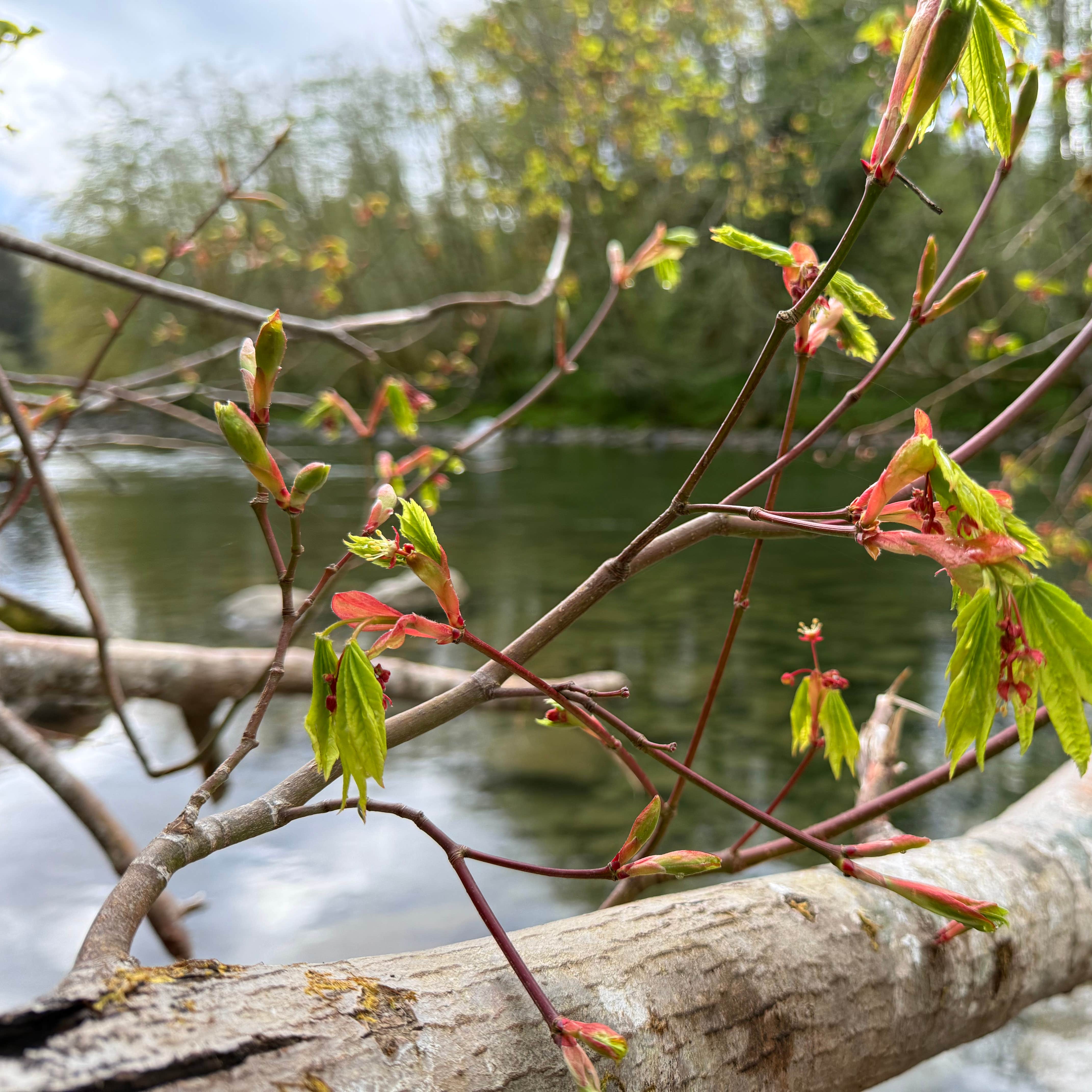 South Fork Calawah River Camping | Forks, Washington