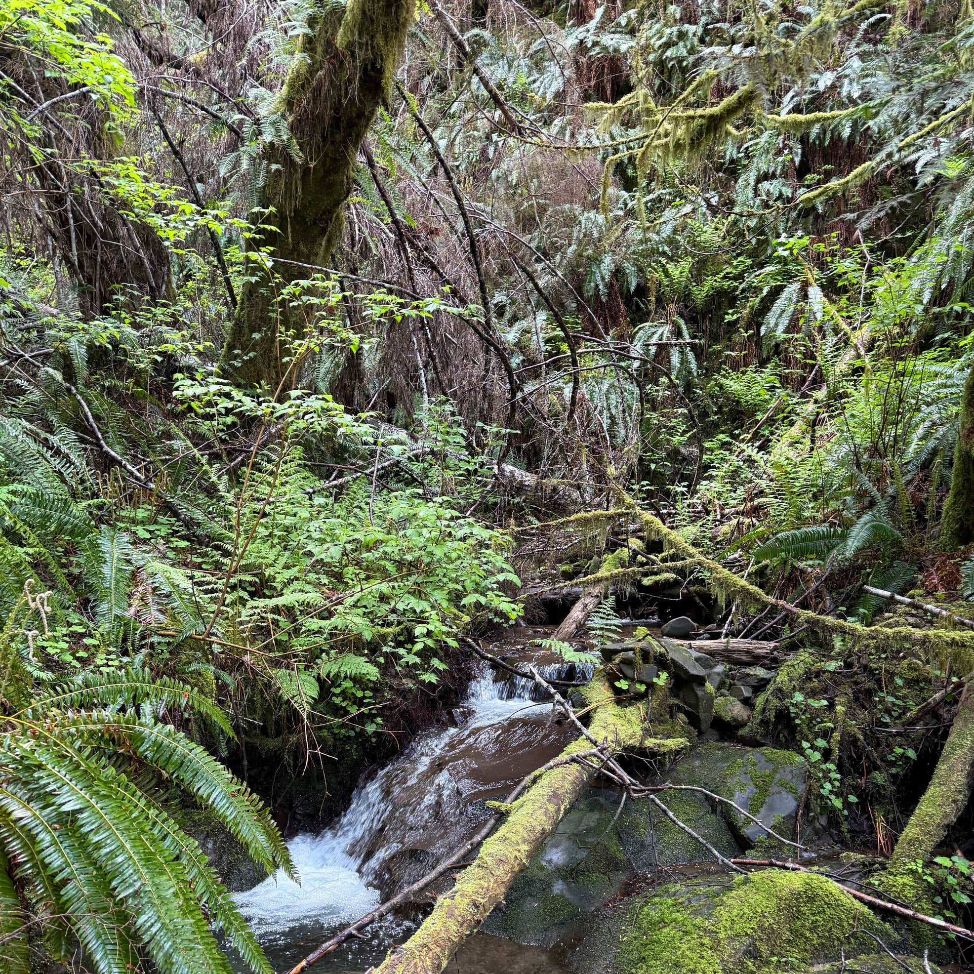 South Fork Calawah River Camping | Forks, Washington