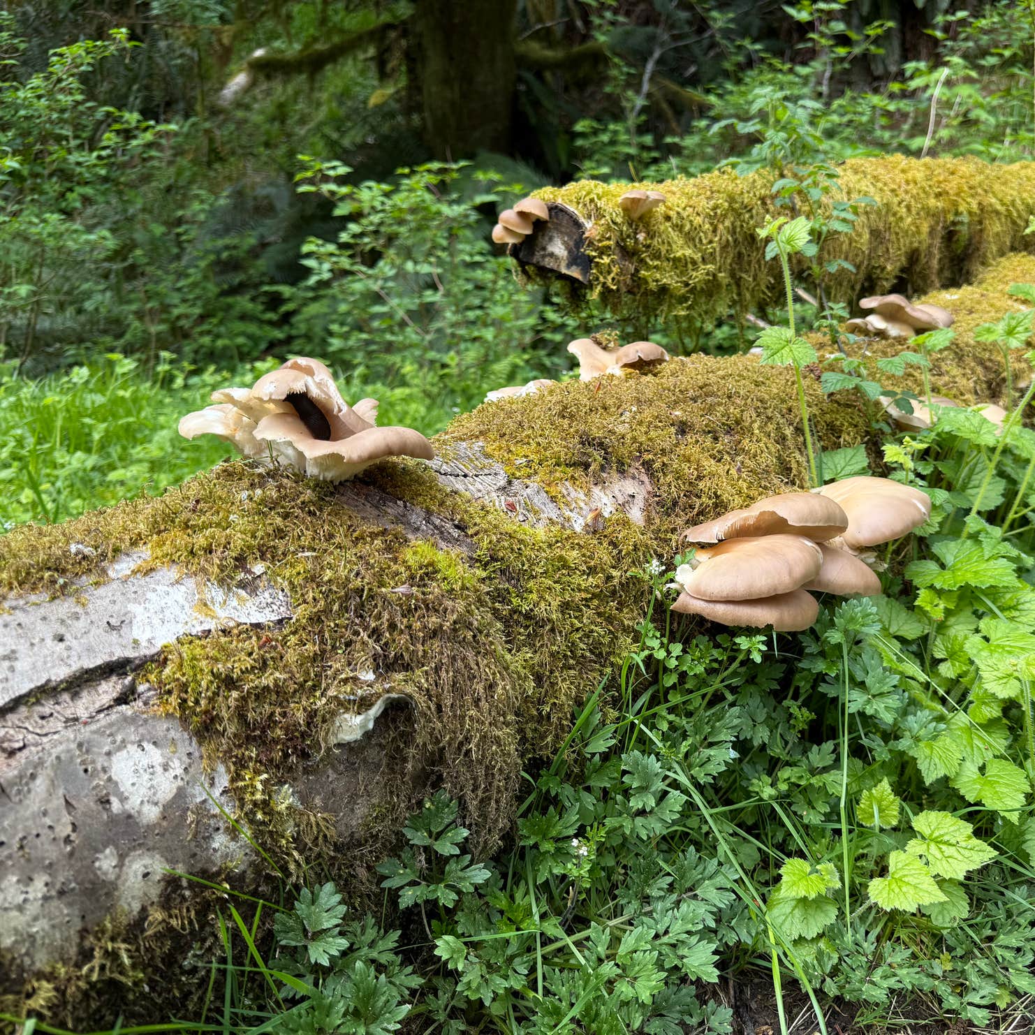 South Fork Calawah River Camping | Forks, Washington