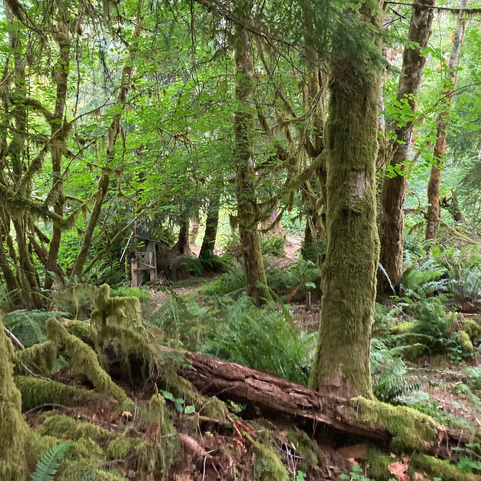 South Fork Calawah River Camping | Forks, Washington