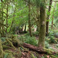 South Fork Calawah River Camping | Forks, Washington