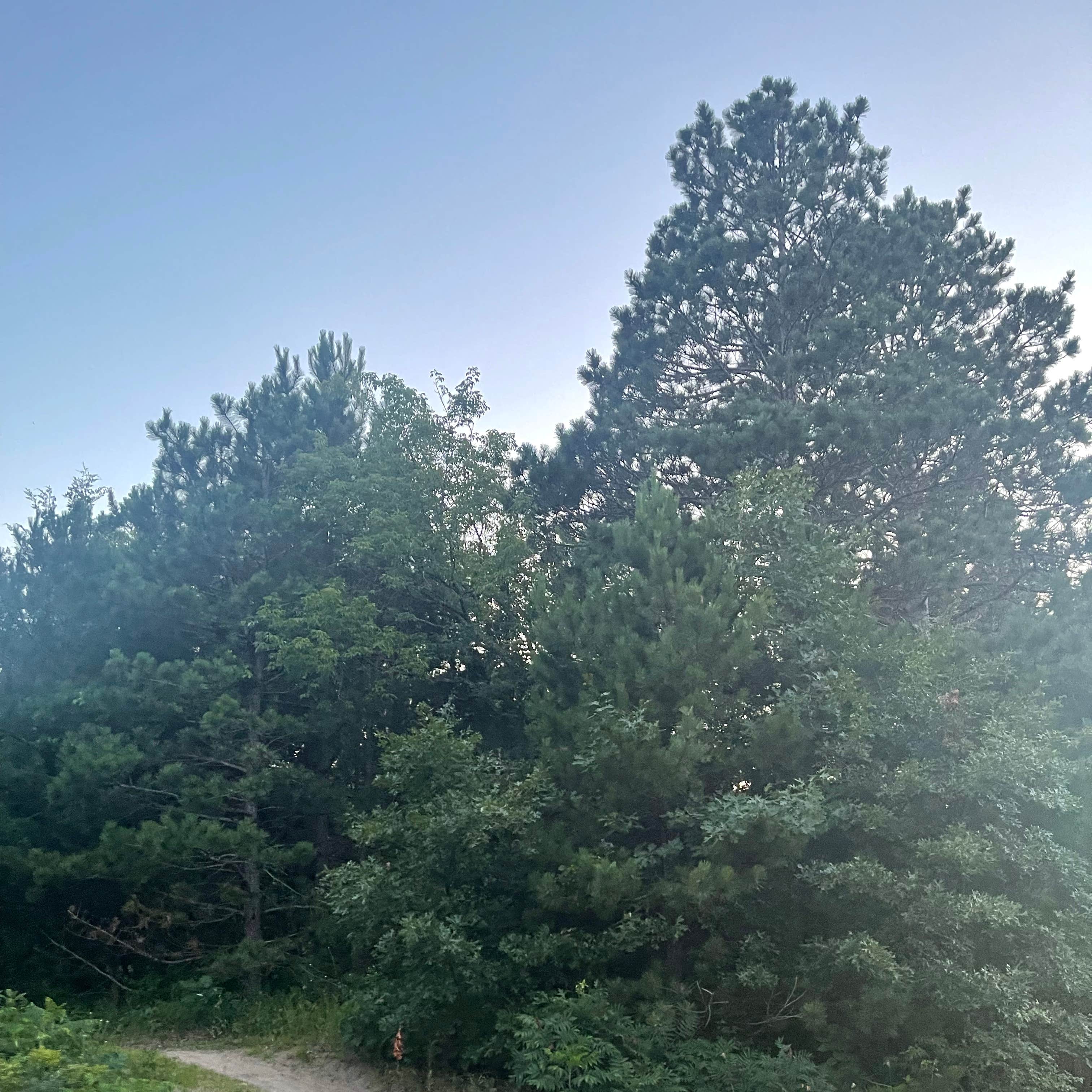 South of Sand Dunes State Forest Camping | Zimmerman, MN