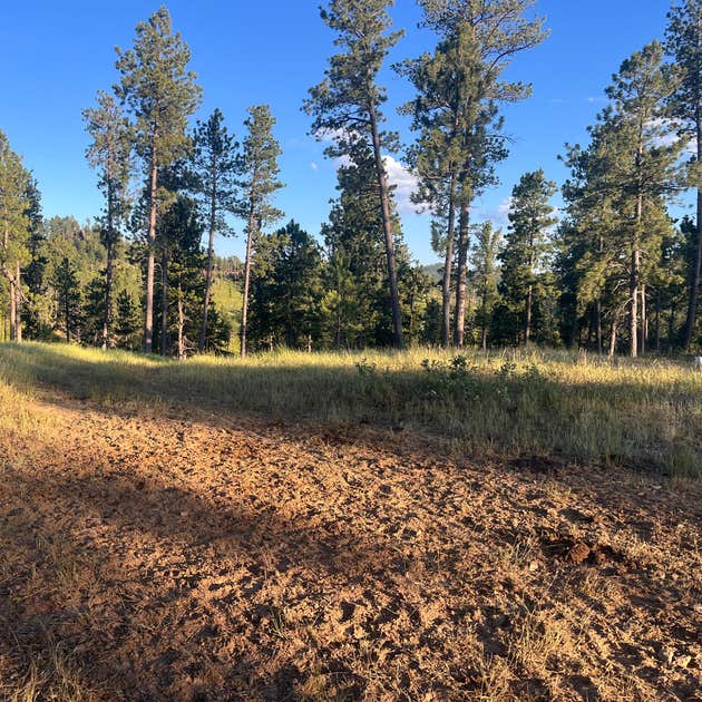 Spring Creek Rd Mine Site Dispersed Camping | Hill City, South Dakota