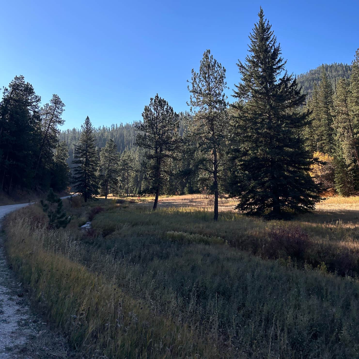 Spring Creek Road Camping | Hill City, South Dakota