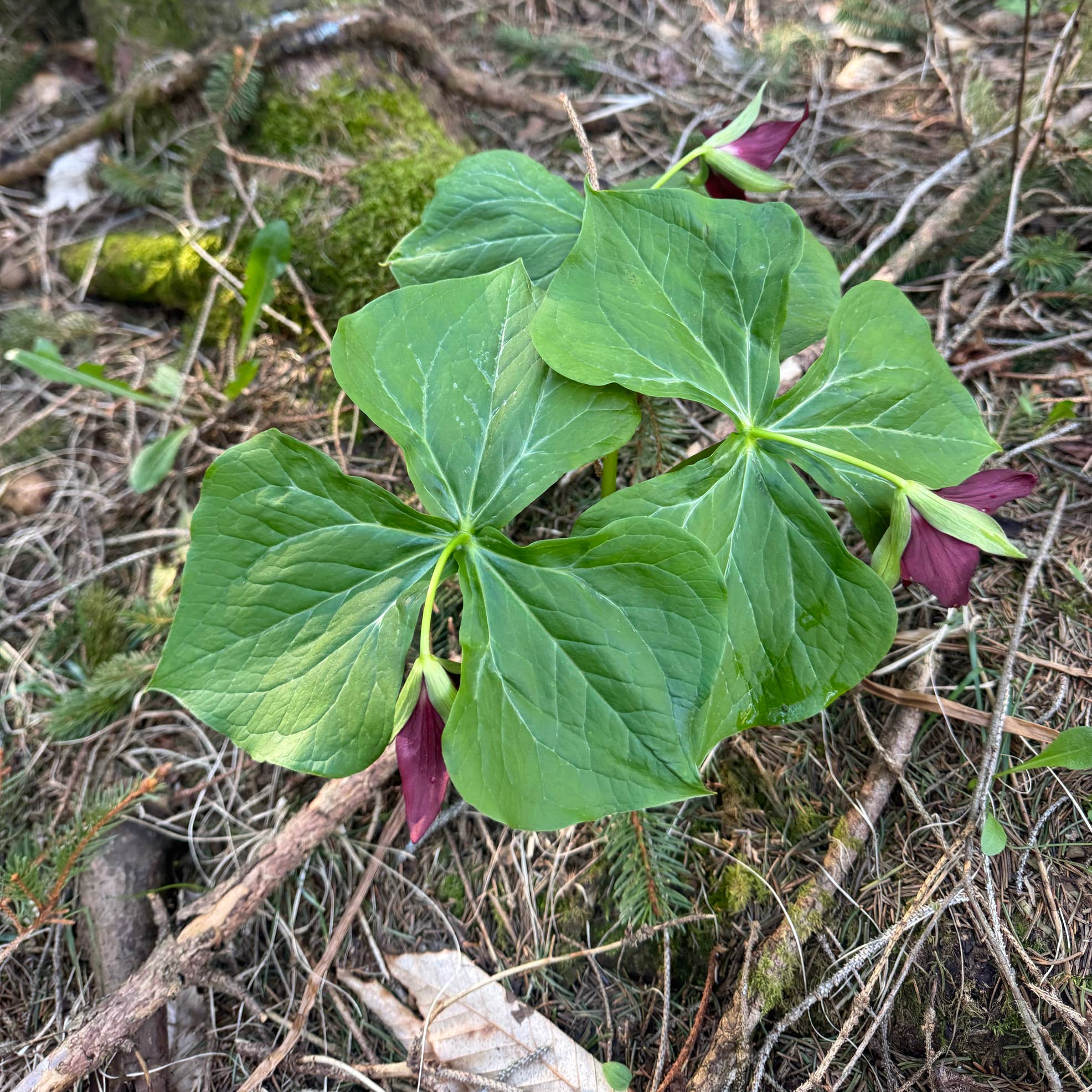 Spruce Pond Camping Area - Morgan Hill State Forest | Apulia Station ...