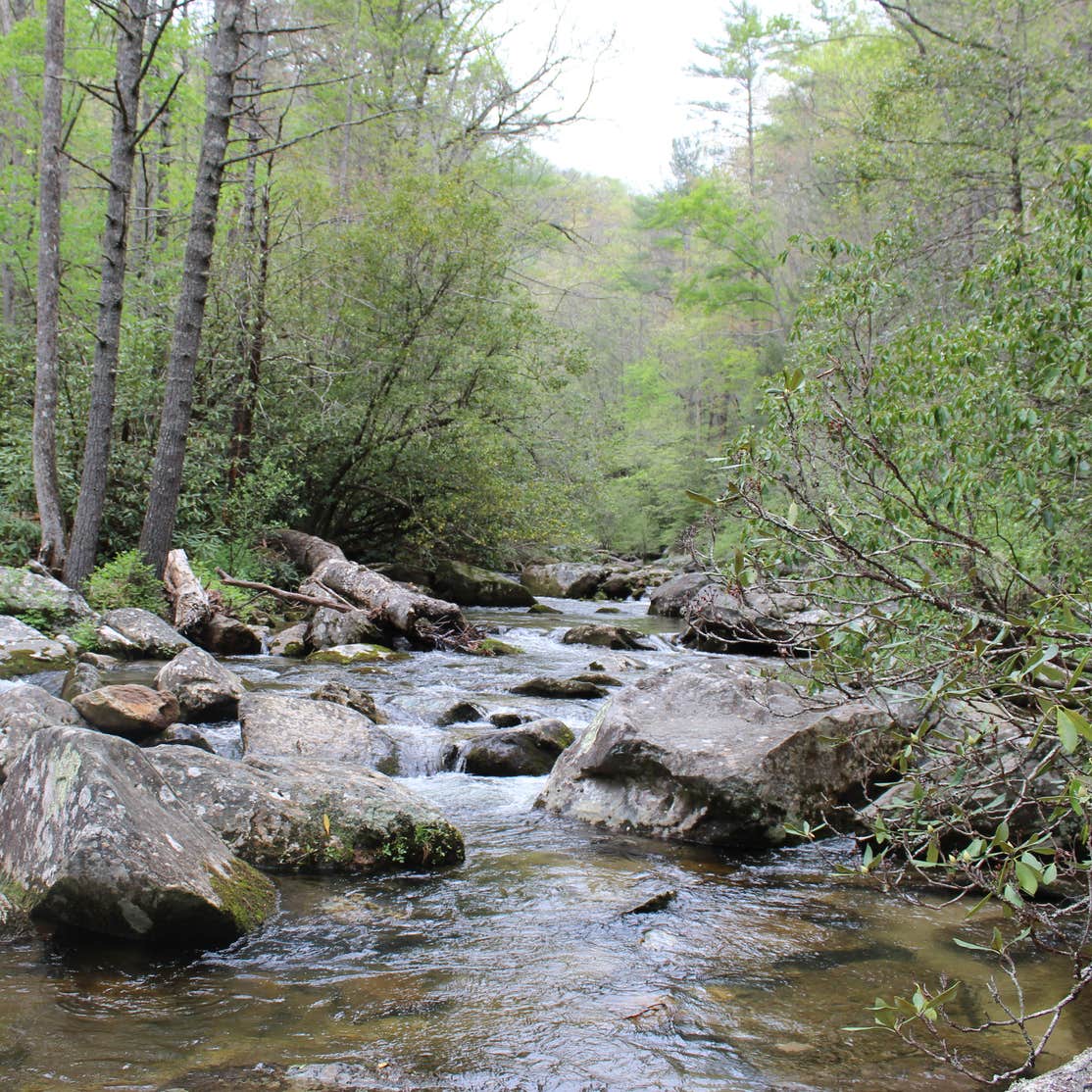 Steele Creek Camping | Jonas Ridge, North Carolina