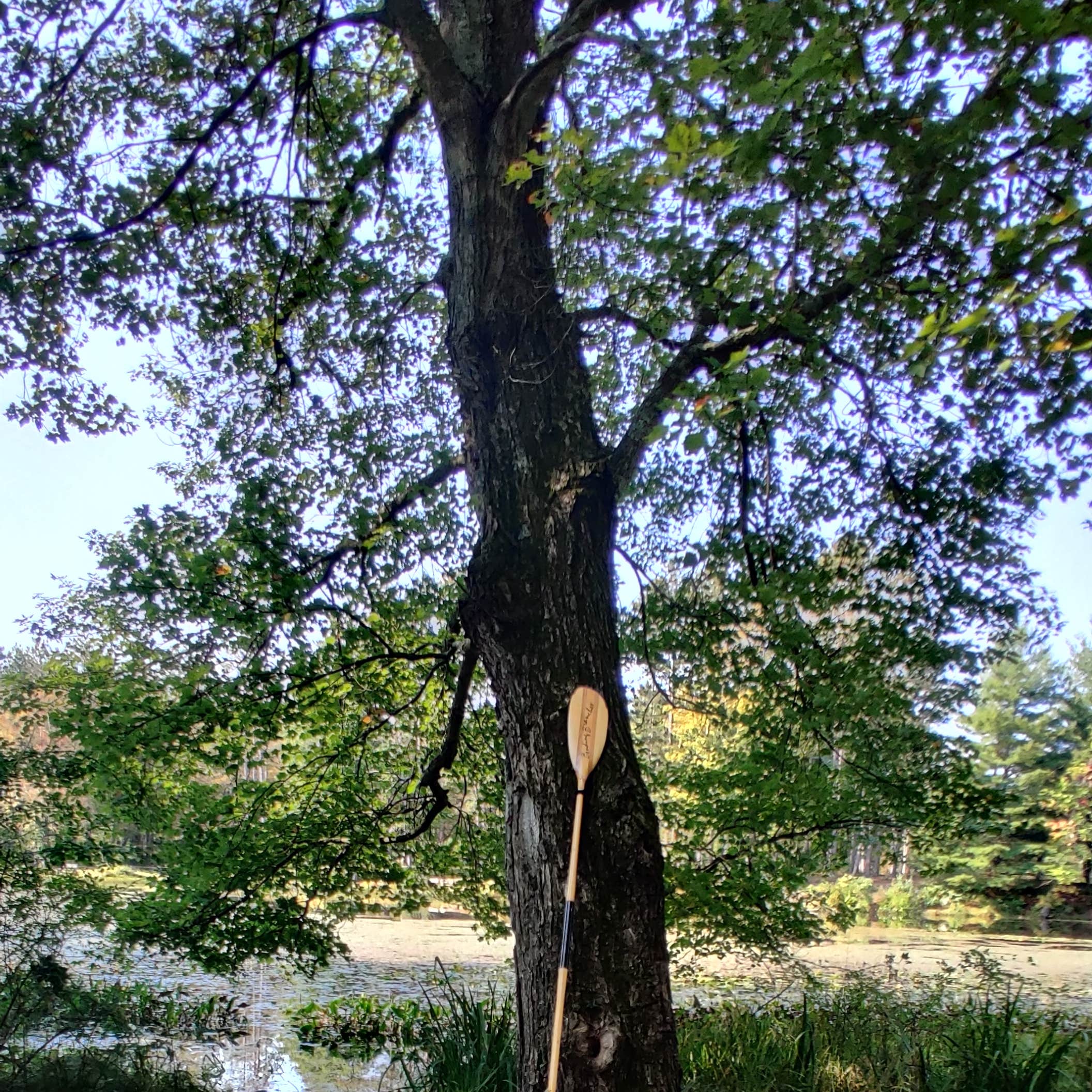 Stokes State Forest Camping | Layton, New Jersey