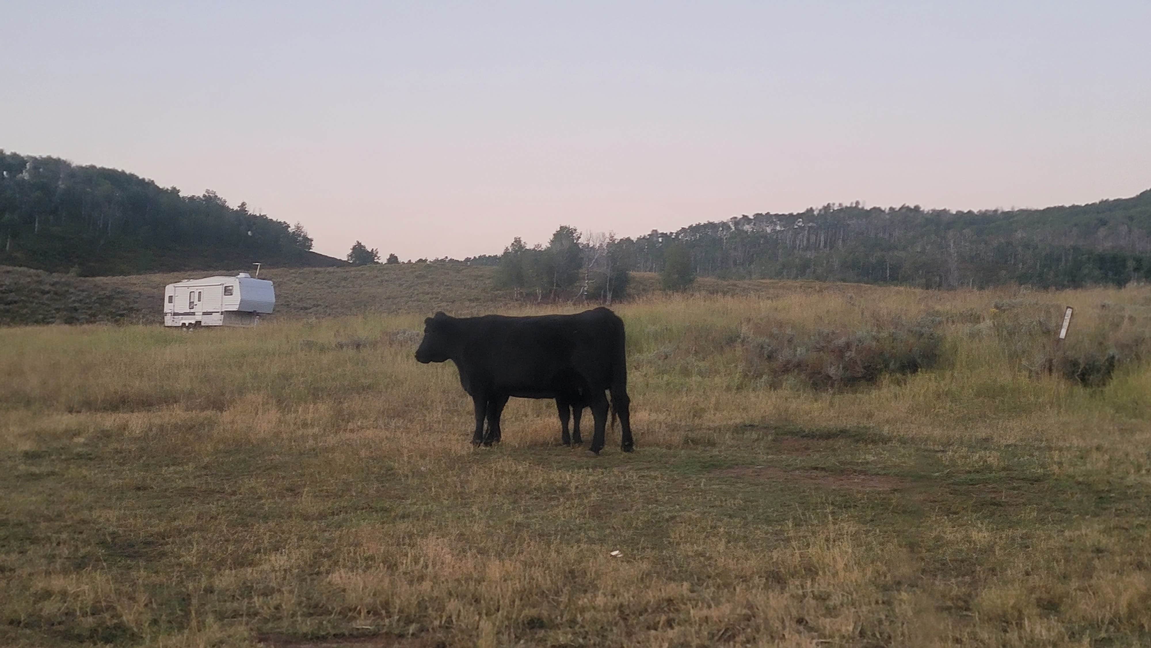 Strawberry Ridge Dispersed Camping | Wallsburg, UT
