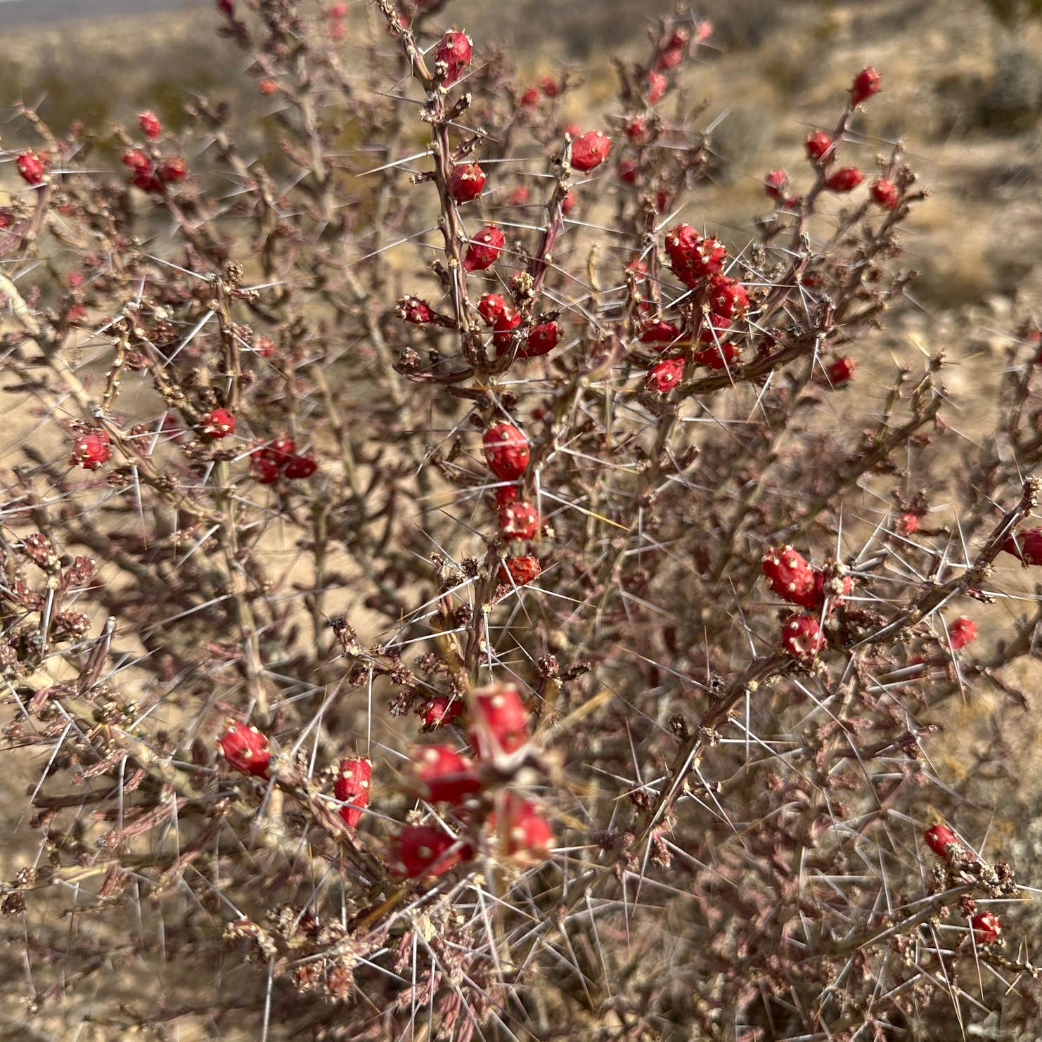 Sunset Reef Campground | Carlsbad Caverns, New Mexico
