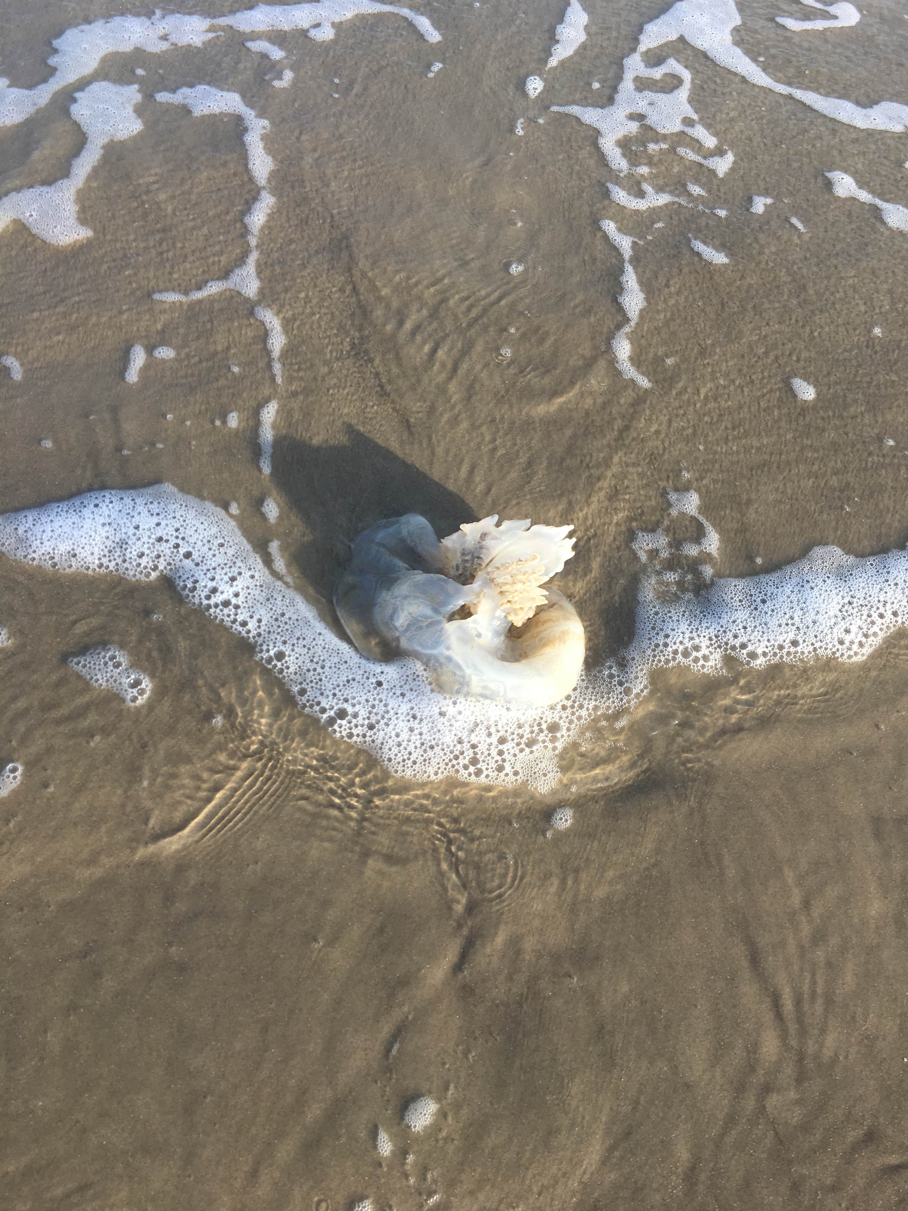 Surfside Beach Dispersed Camping | Freeport, TX