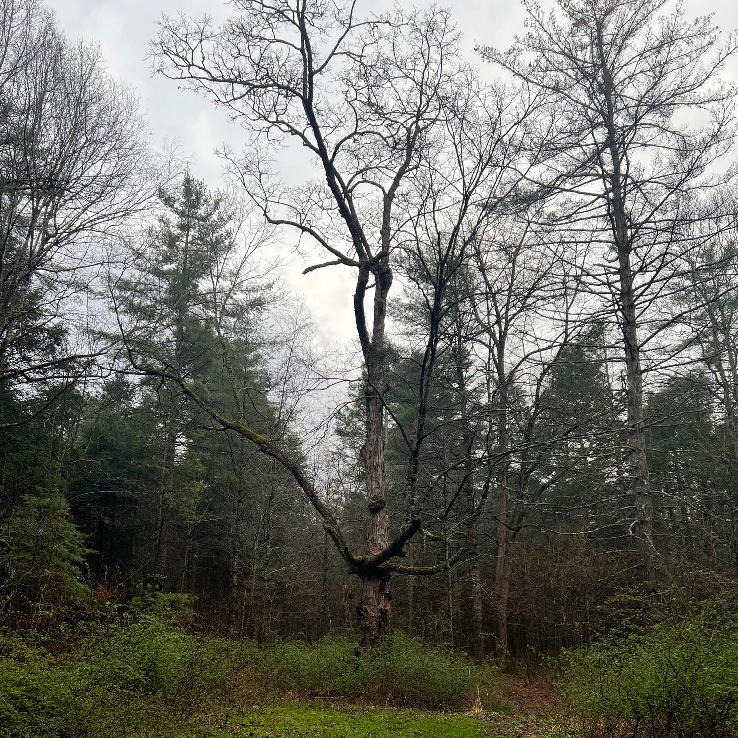 Switzer Lake Dispersed Camping | Brandywine, West Virginia