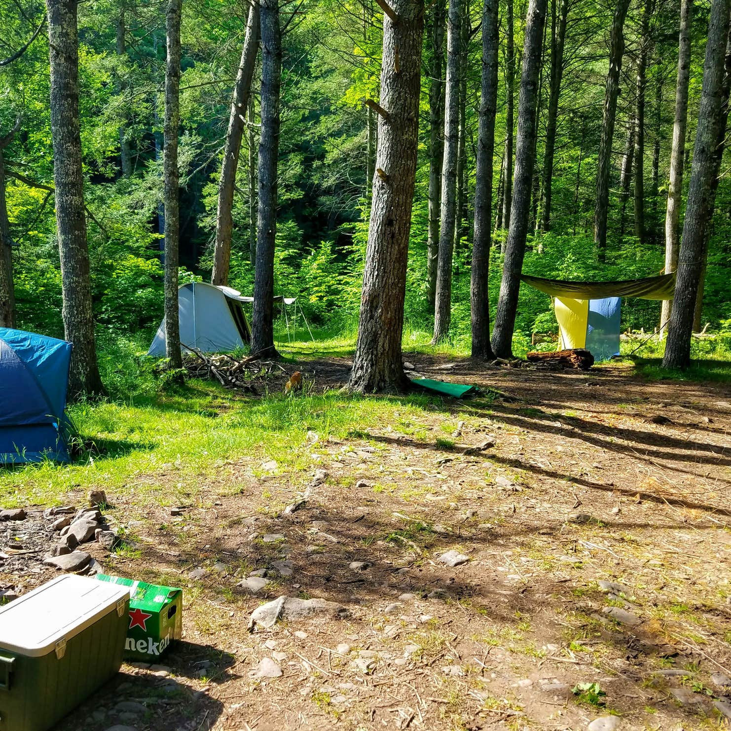 Switzer Lake Dispersed Camping | Brandywine, West Virginia