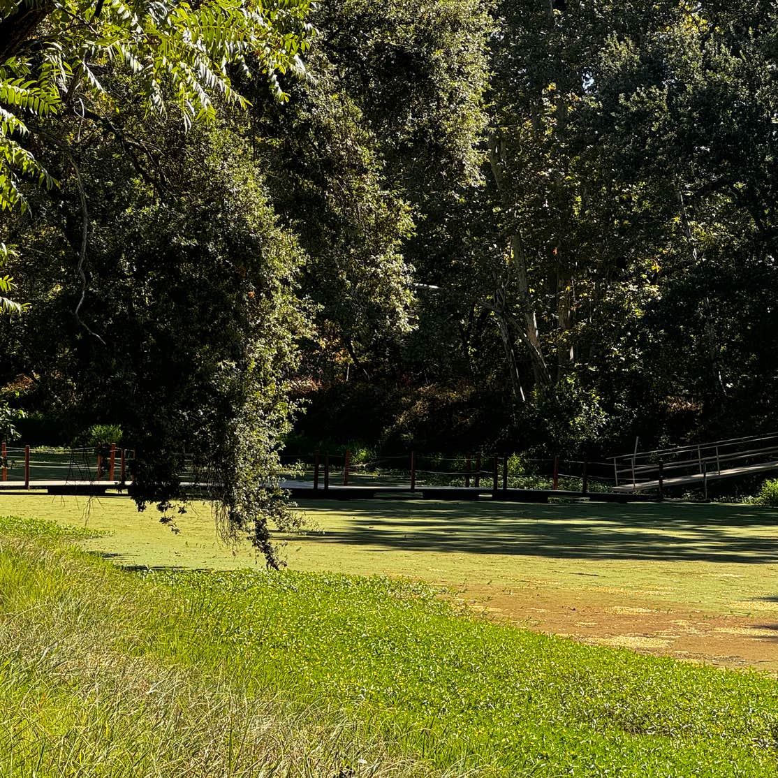 Sycamore Ranch RV Park | Browns Valley, CA