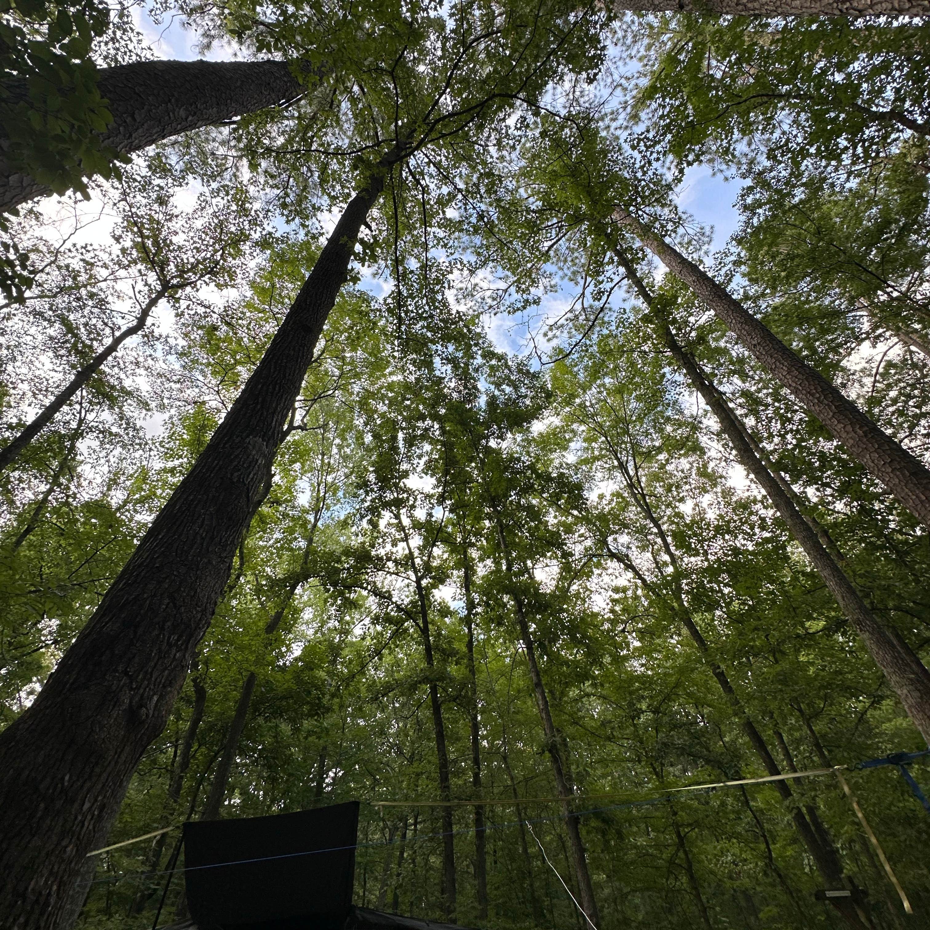 Pickwick Landing State Park Campground | Savannah, Tennessee