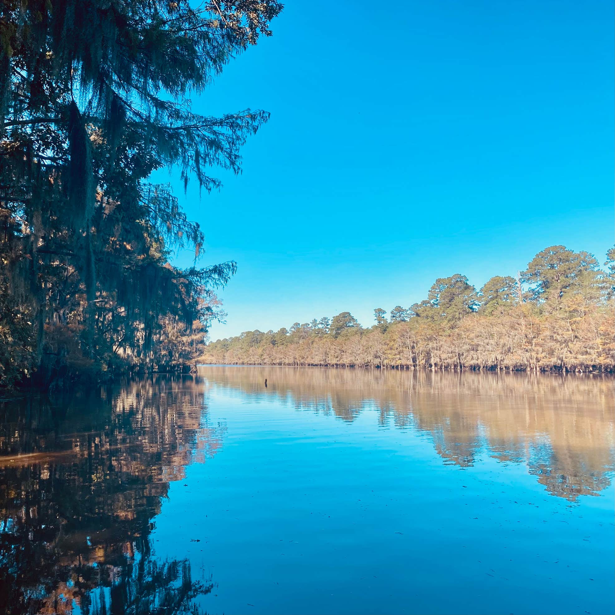 Caddo Lake State Park Campground | Karnack, Texas