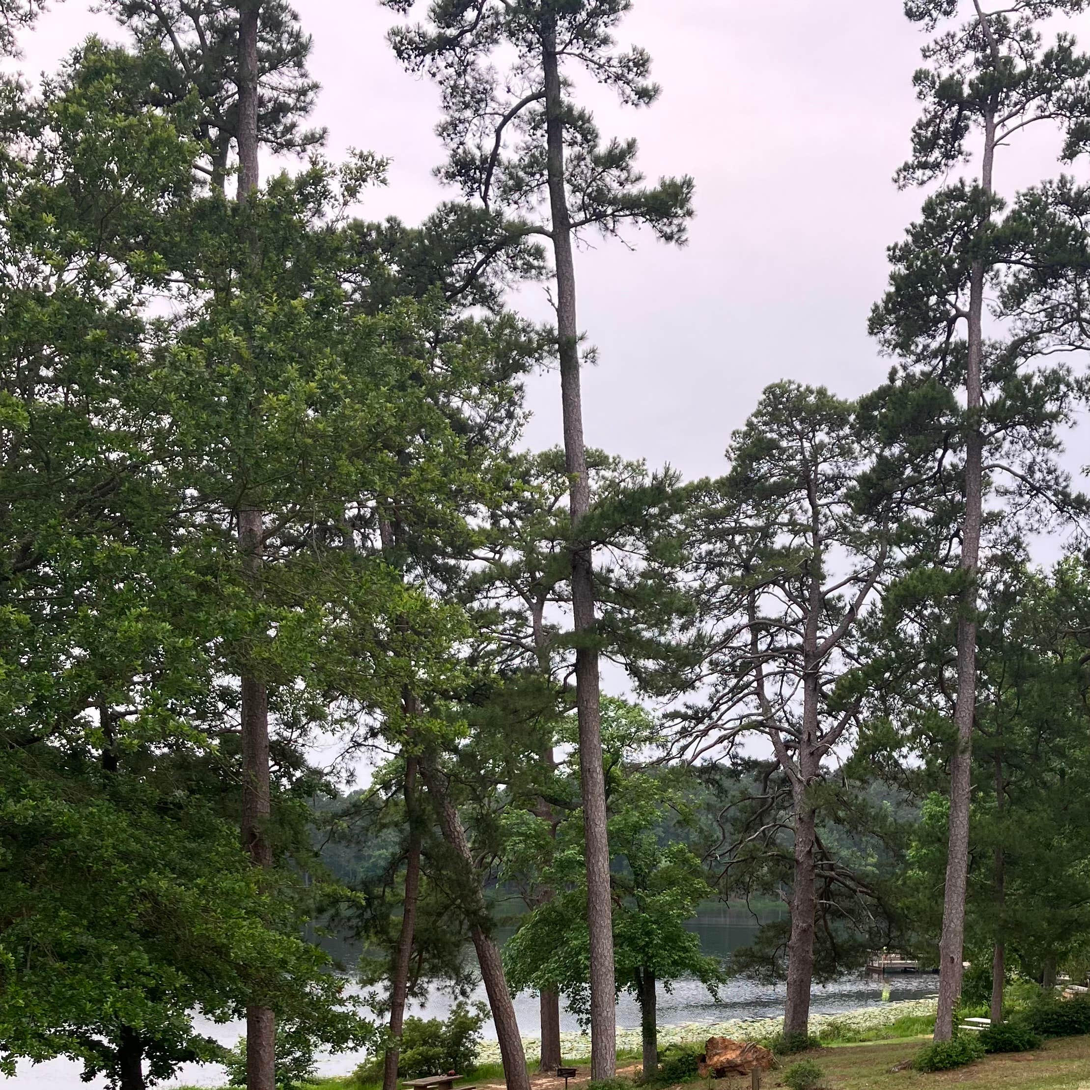Daingerfield State Park Campground | Daingerfield, Texas