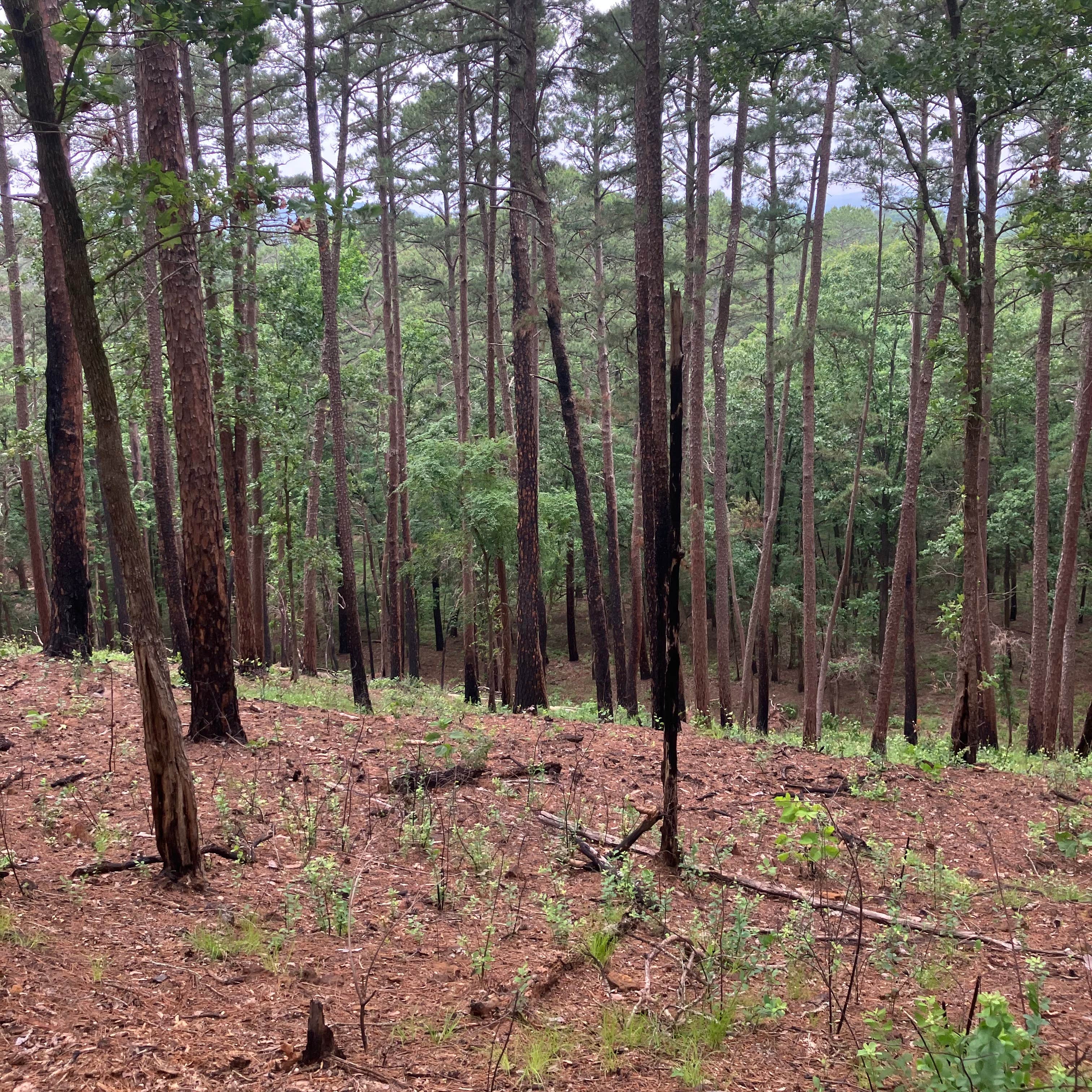 Daingerfield State Park Campground | Daingerfield, Texas