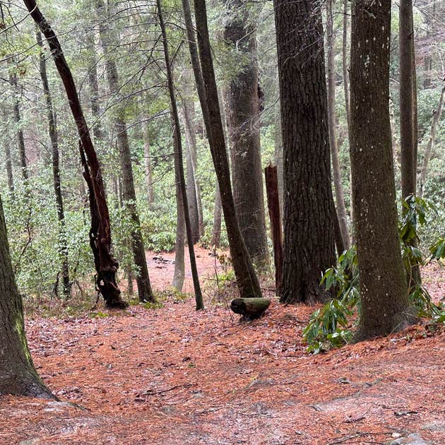 Three Forks Campground | Suches, Georgia