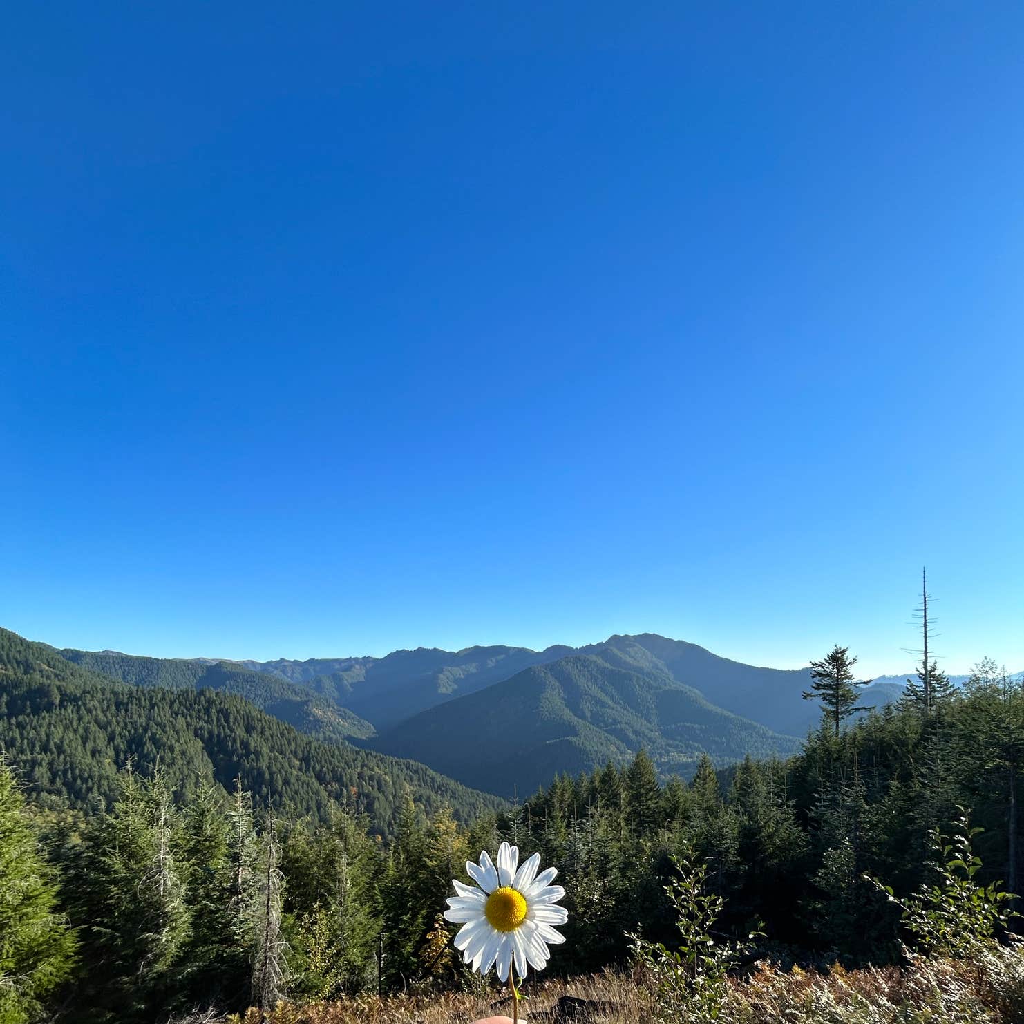 Tillamook State Forest Dispersed Camping Tillamook State Forest Or