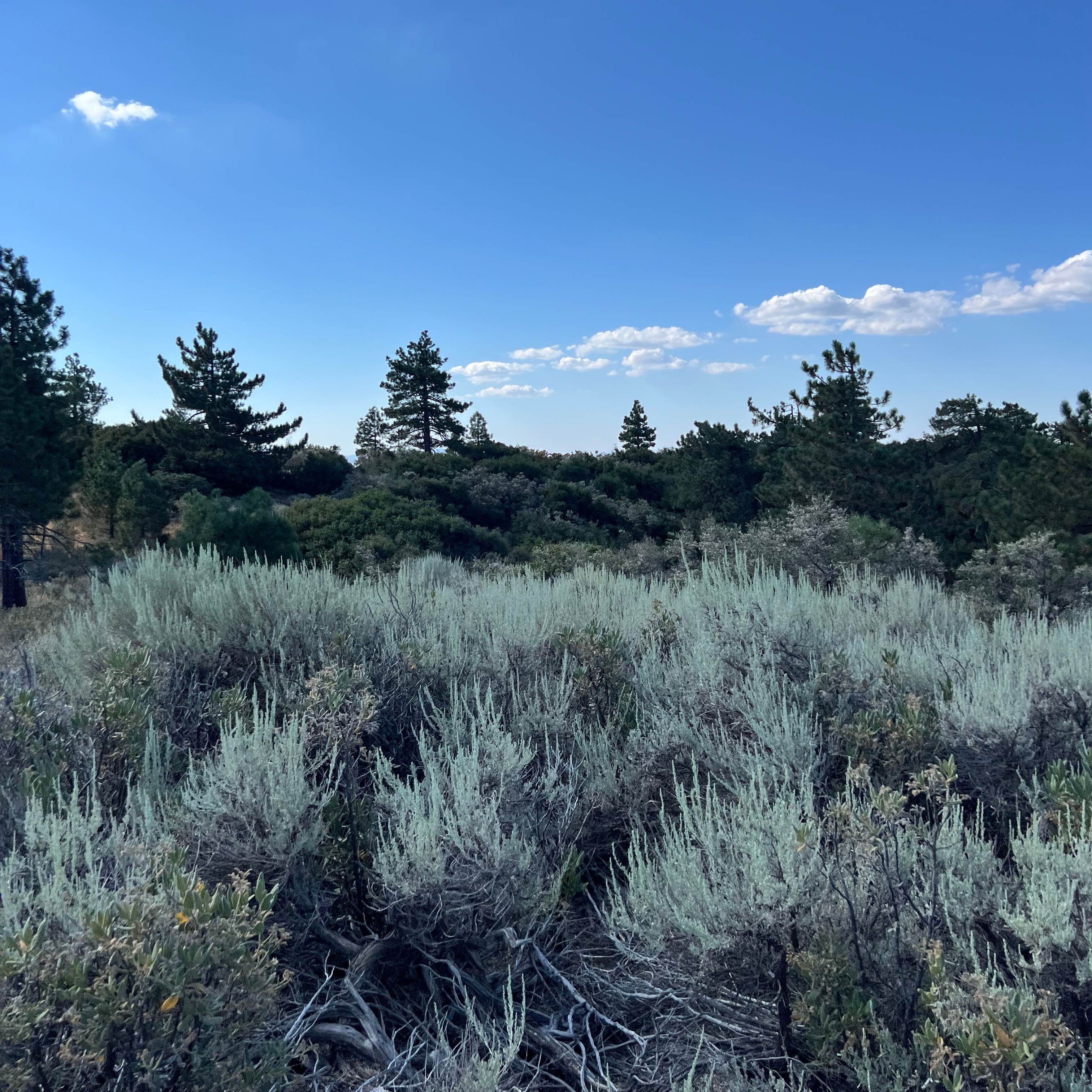 Tool Box Springs - Yellow Post Campground | Anza, California