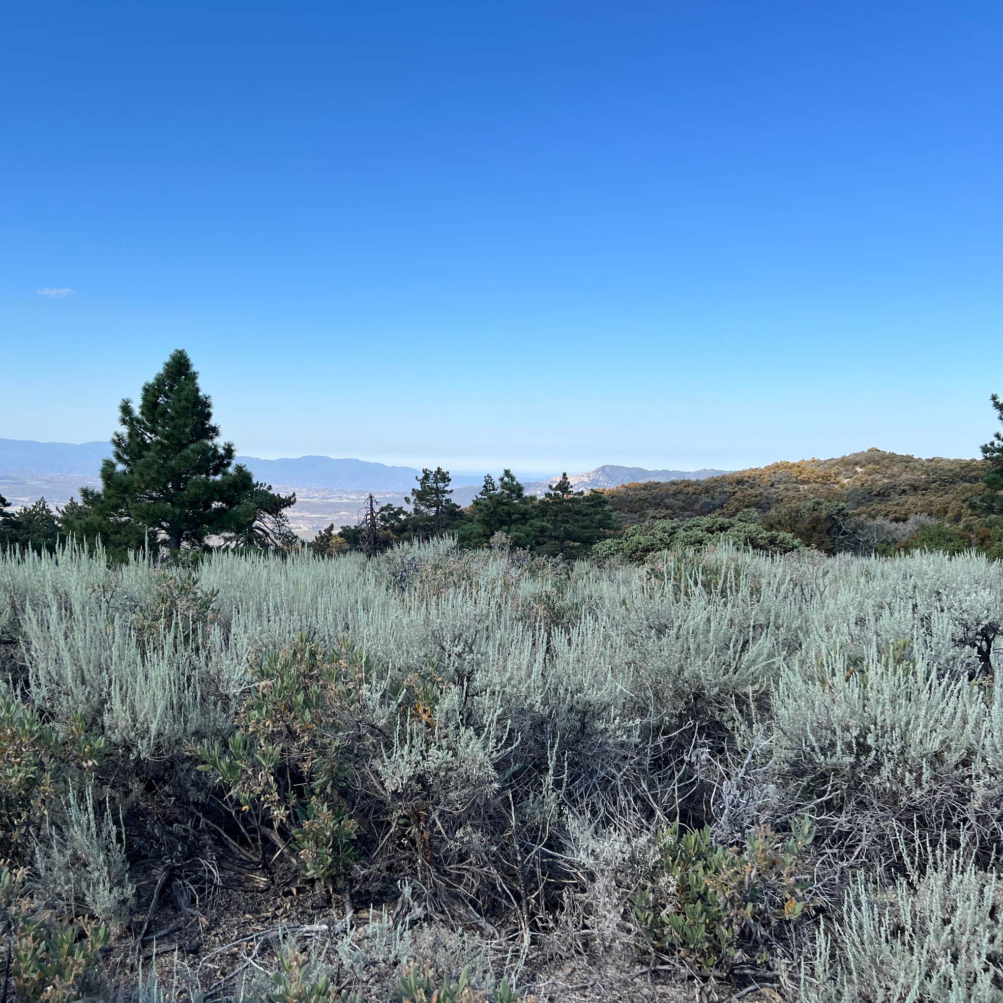 Tool Box Springs - Yellow Post Campground | Anza, California