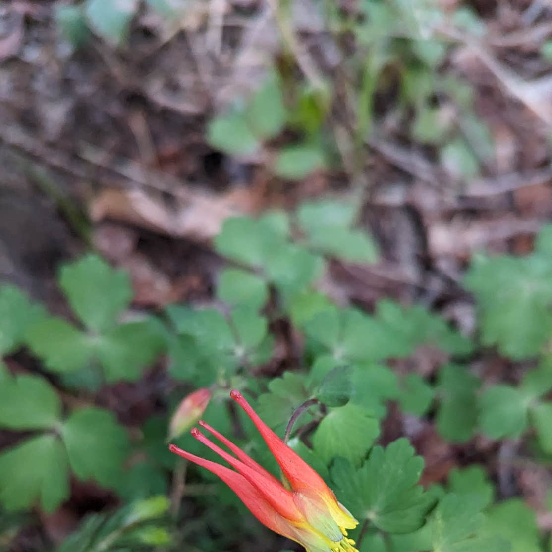 Trail Creek Dispersed Camping | Capulin, Colorado