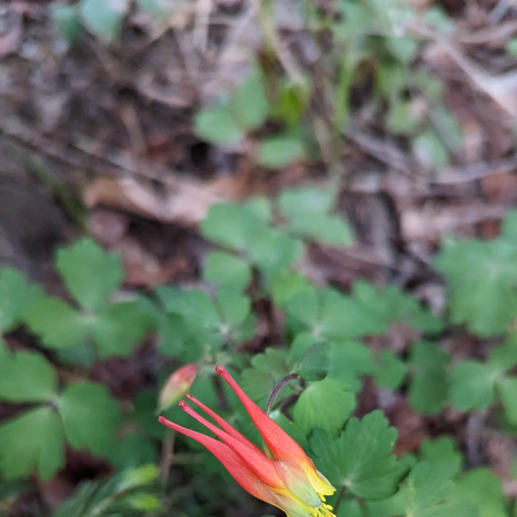 Trail Creek Dispersed Camping | Capulin, Colorado