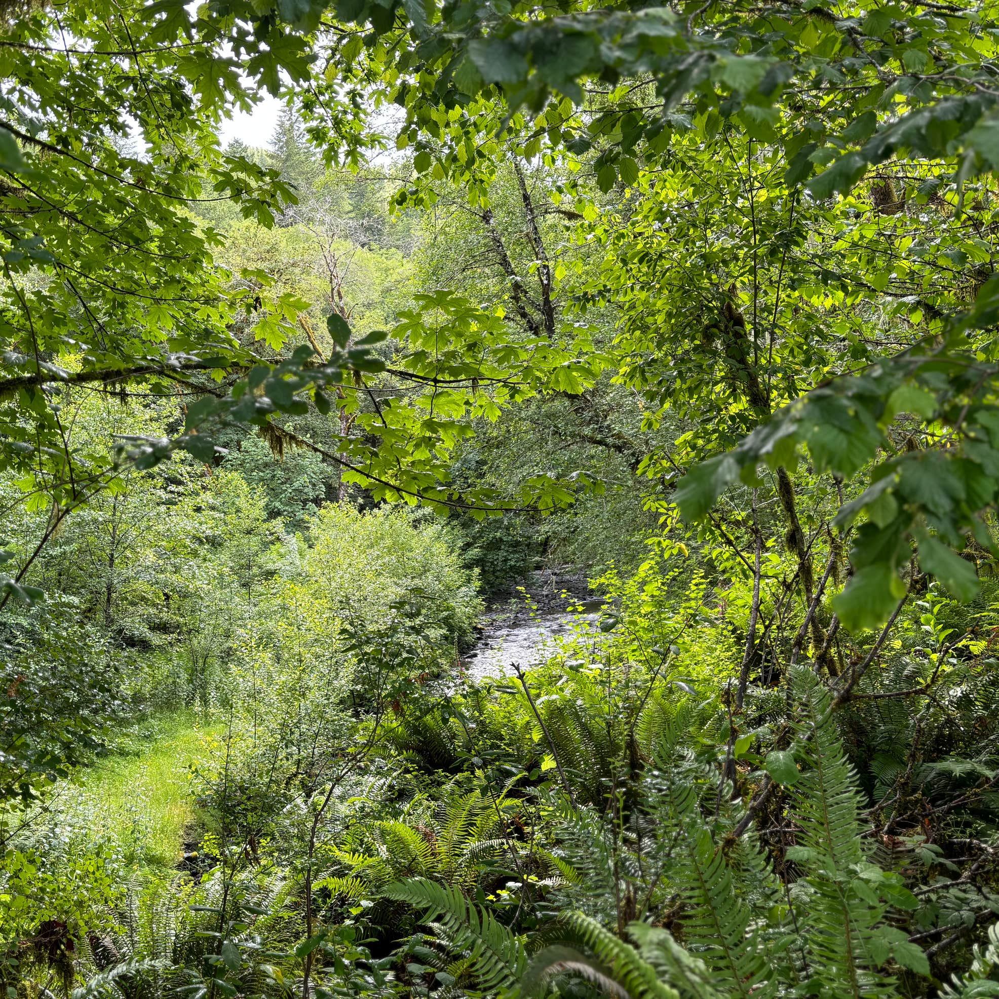 Trask River Campsites | Tillamook, Oregon