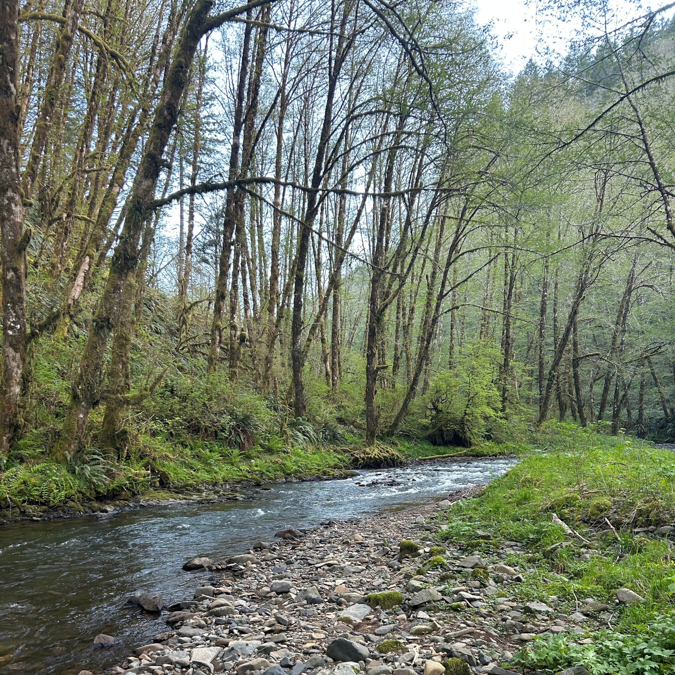 Trask River Campsites | Tillamook, Oregon