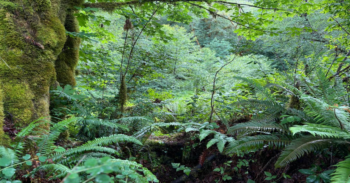 Trask River Campsites | Tillamook, OR