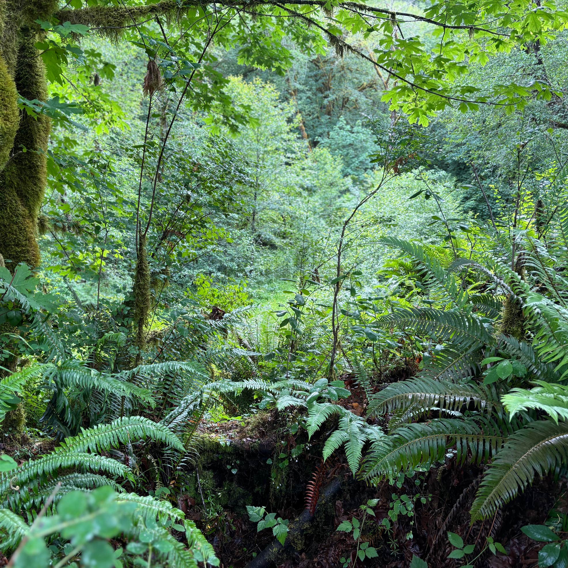 Trask River Campsites | Tillamook, Oregon