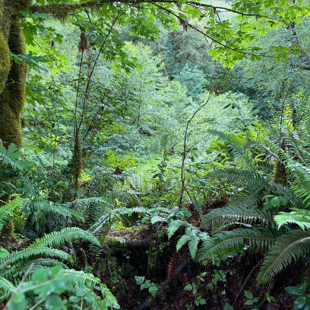 Trask River Campsites | Tillamook, Oregon