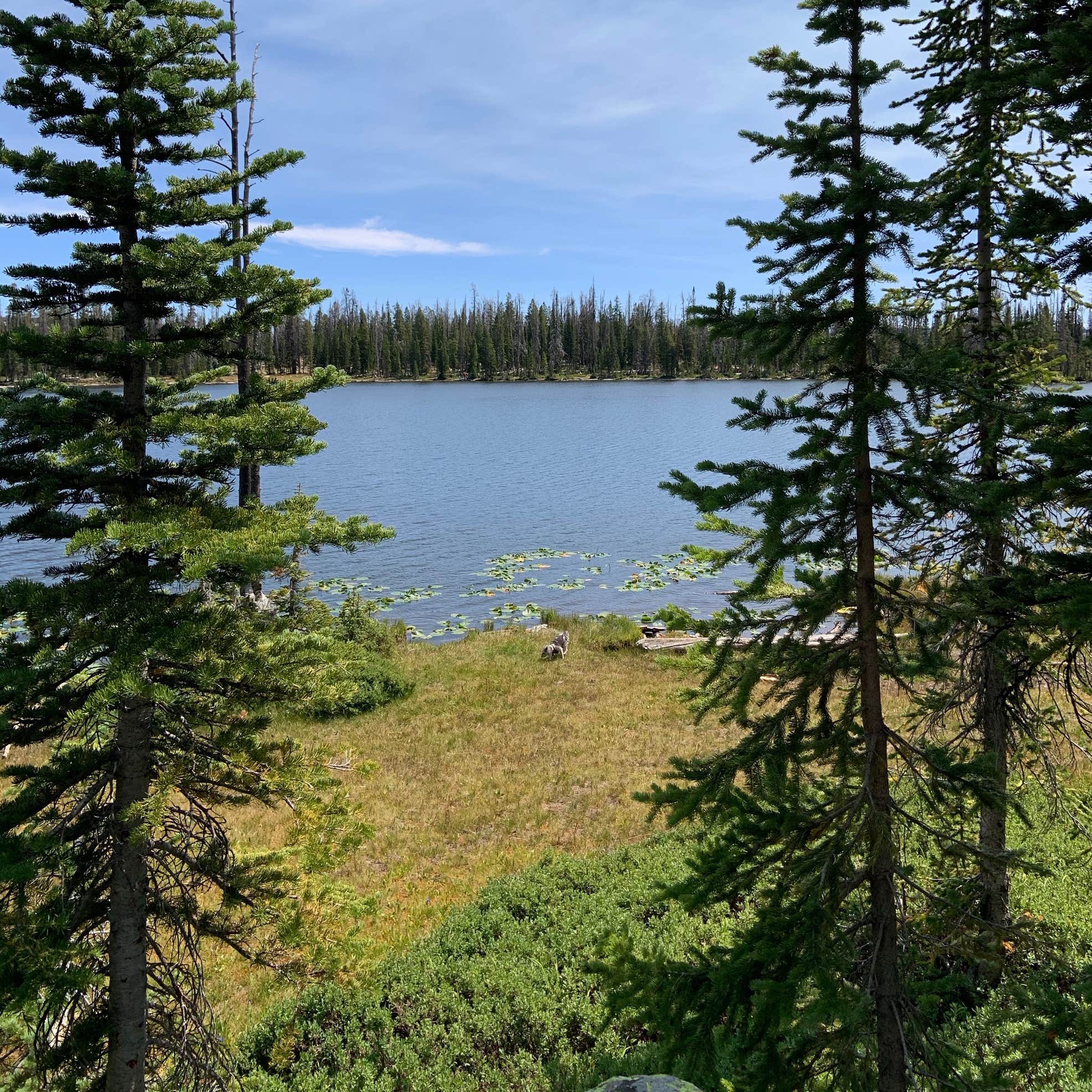 Trial Lake Road Dispersed Camping | Kamas, Utah