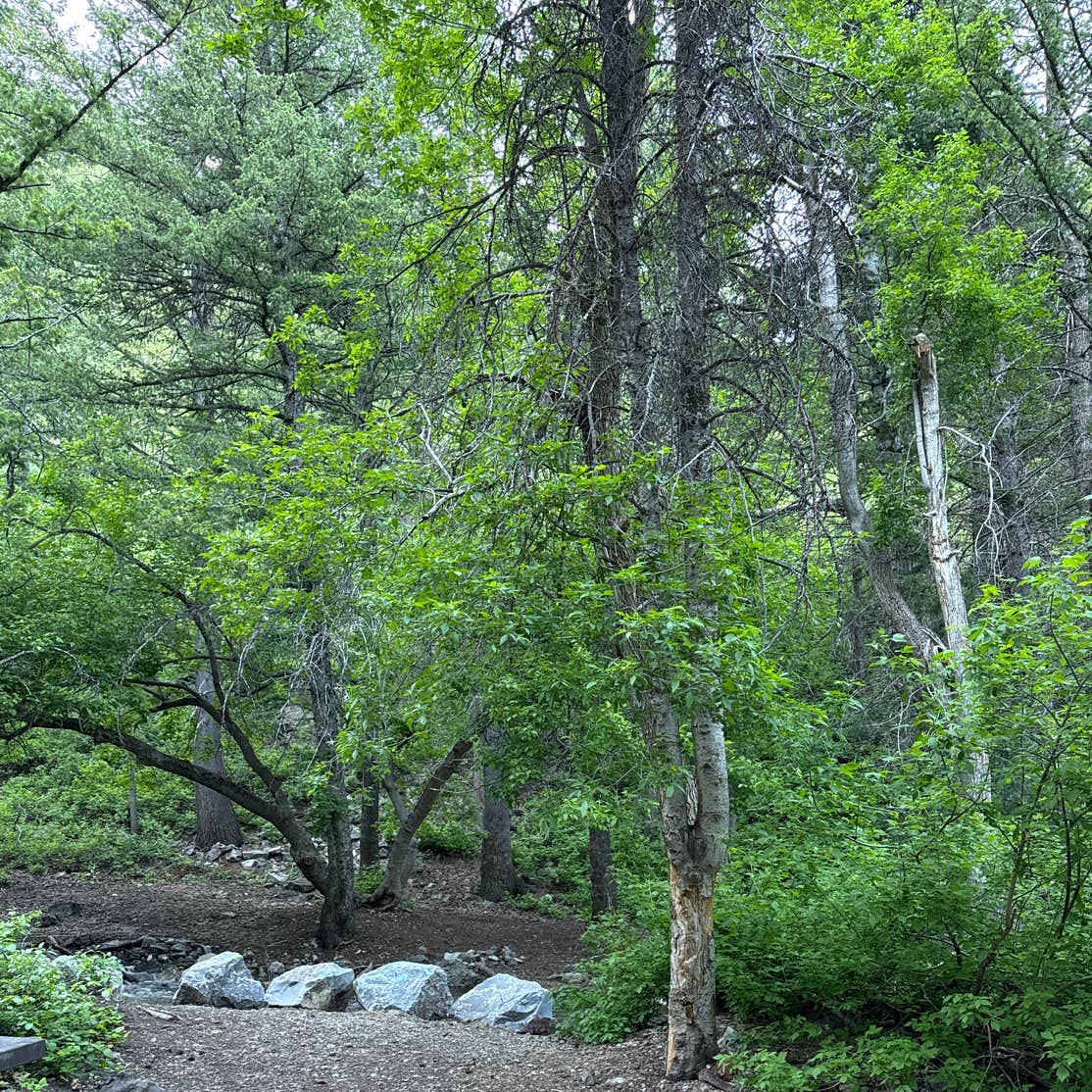 Mount Timpanogos Campground | Aspen Grove, Utah