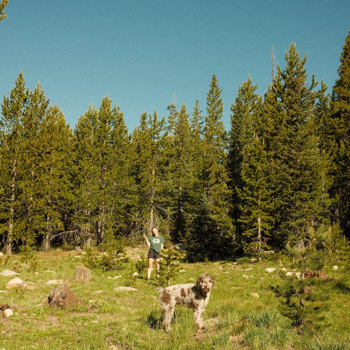 Uinta-Wasatch-Cache National Forest Dispersed Camping | Kamas, Utah