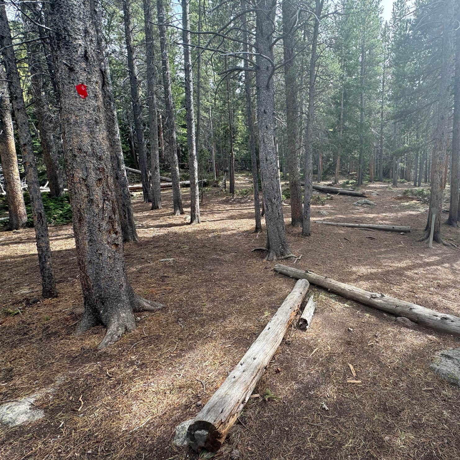 Upper Wind River Camping | Estes Park, Colorado