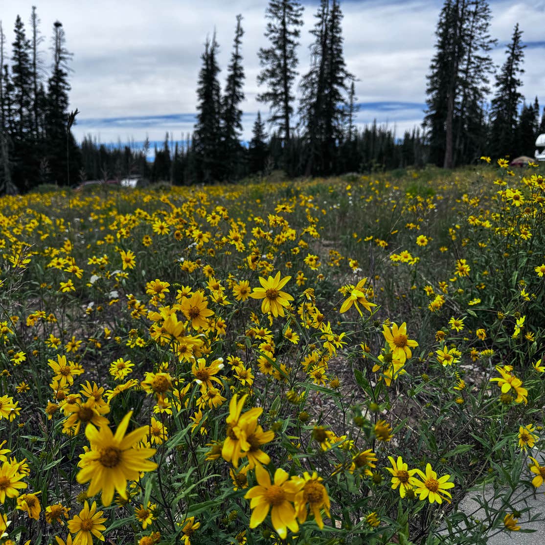 Point Supreme Campground — Cedar Breaks National Monument | Brian Head ...