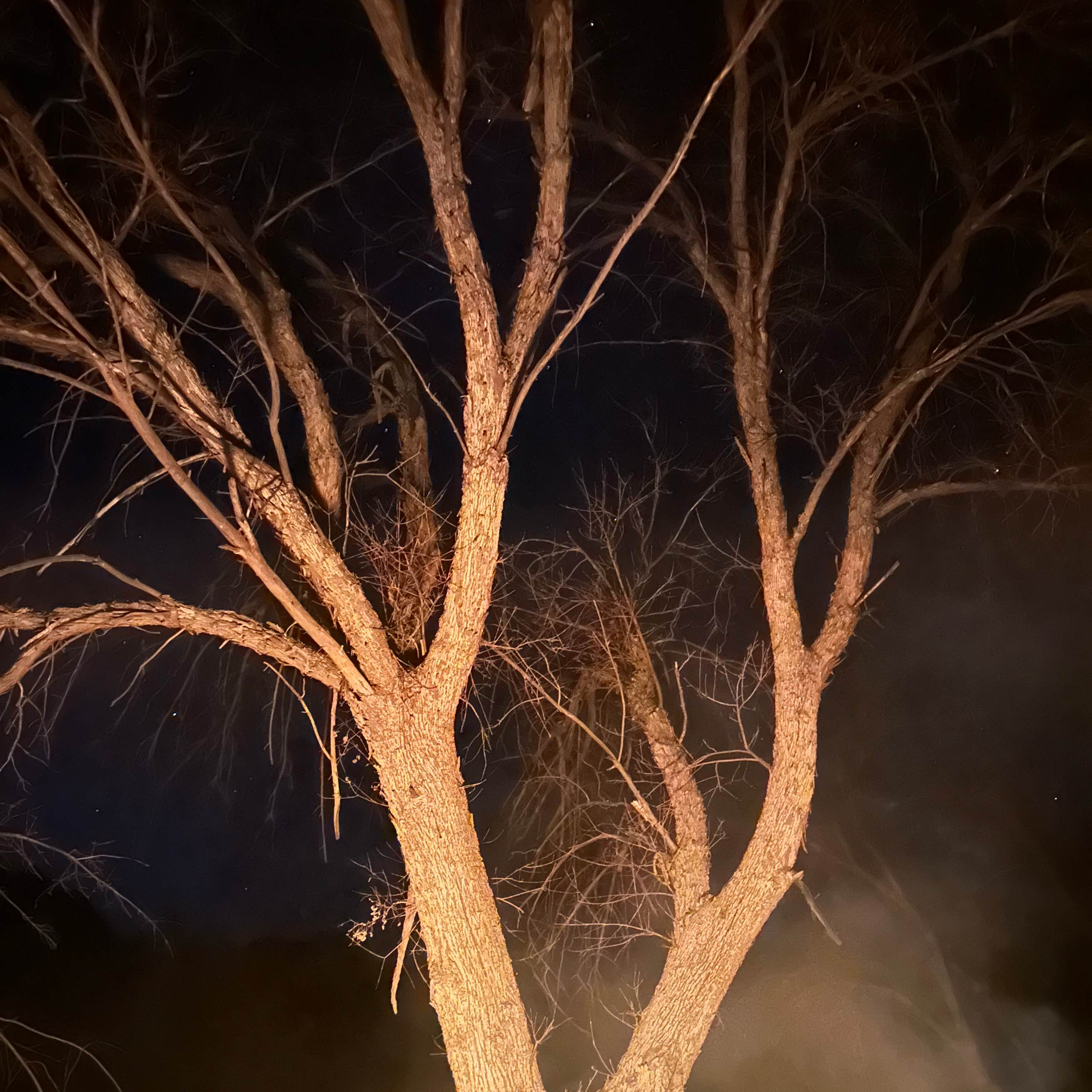 Watchman Campground — Zion National Park | Springdale, Utah