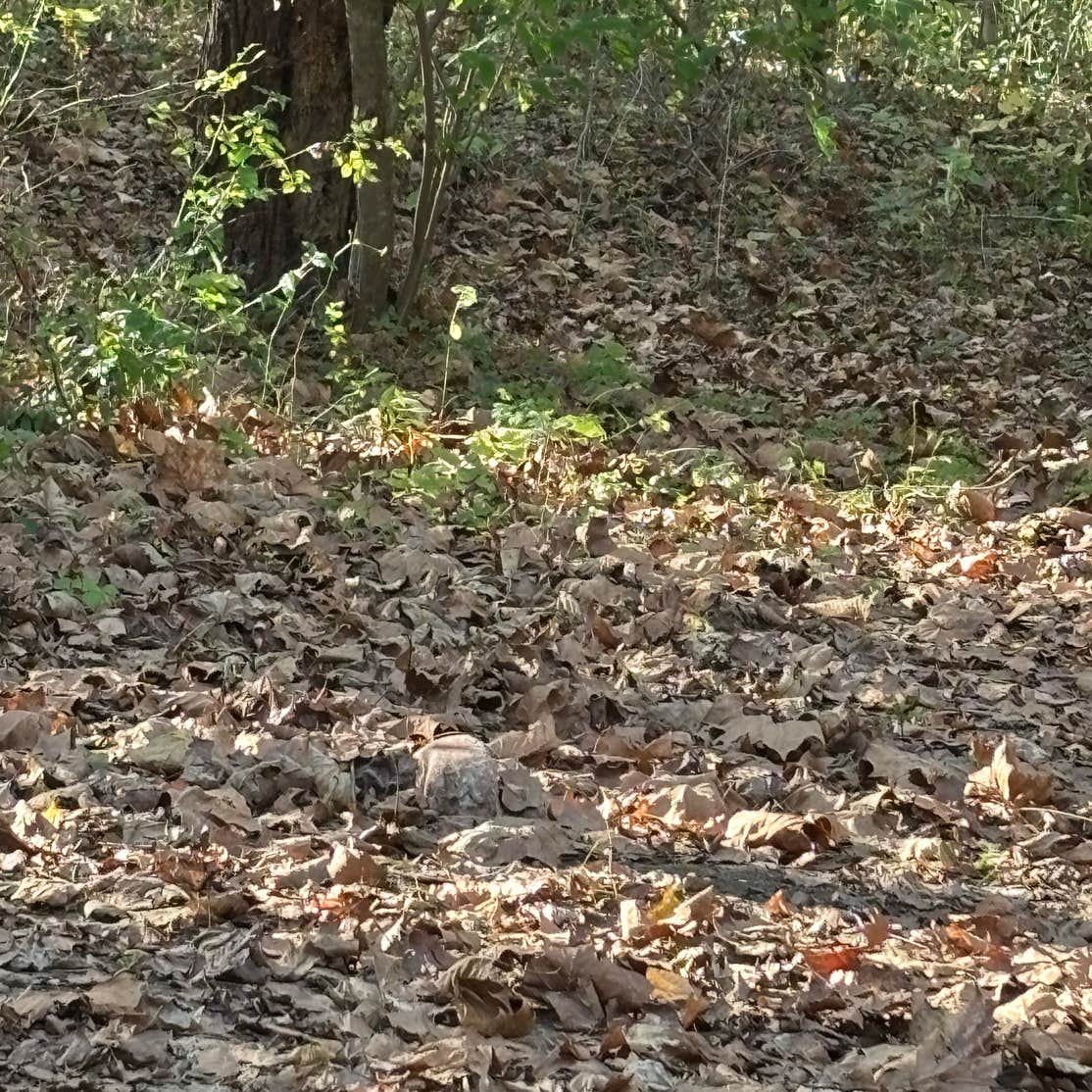 Oronoco Campground | Buena Vista, Virginia