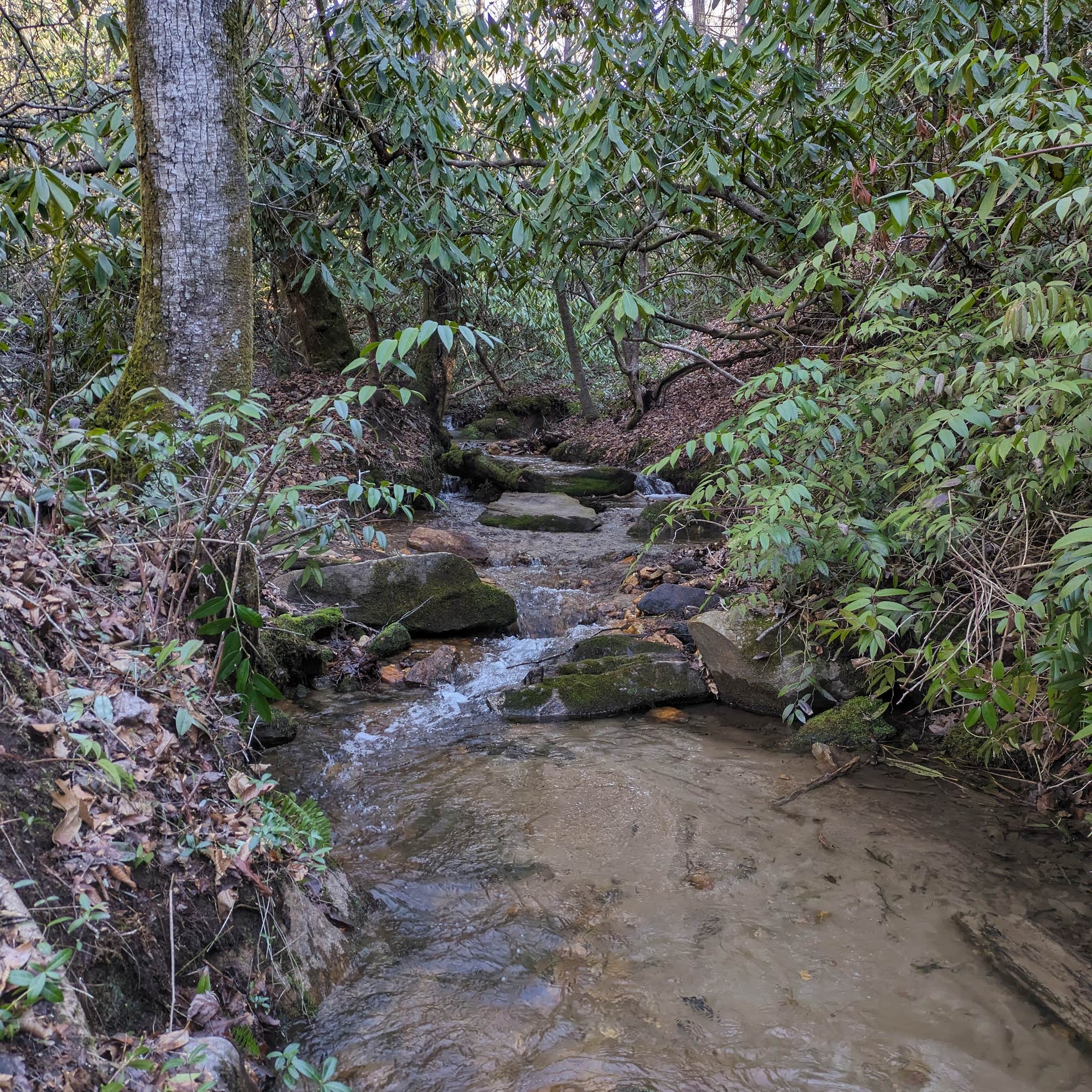 Wash Creek Dispersed Site #2 Camping | Mills River, North Carolina
