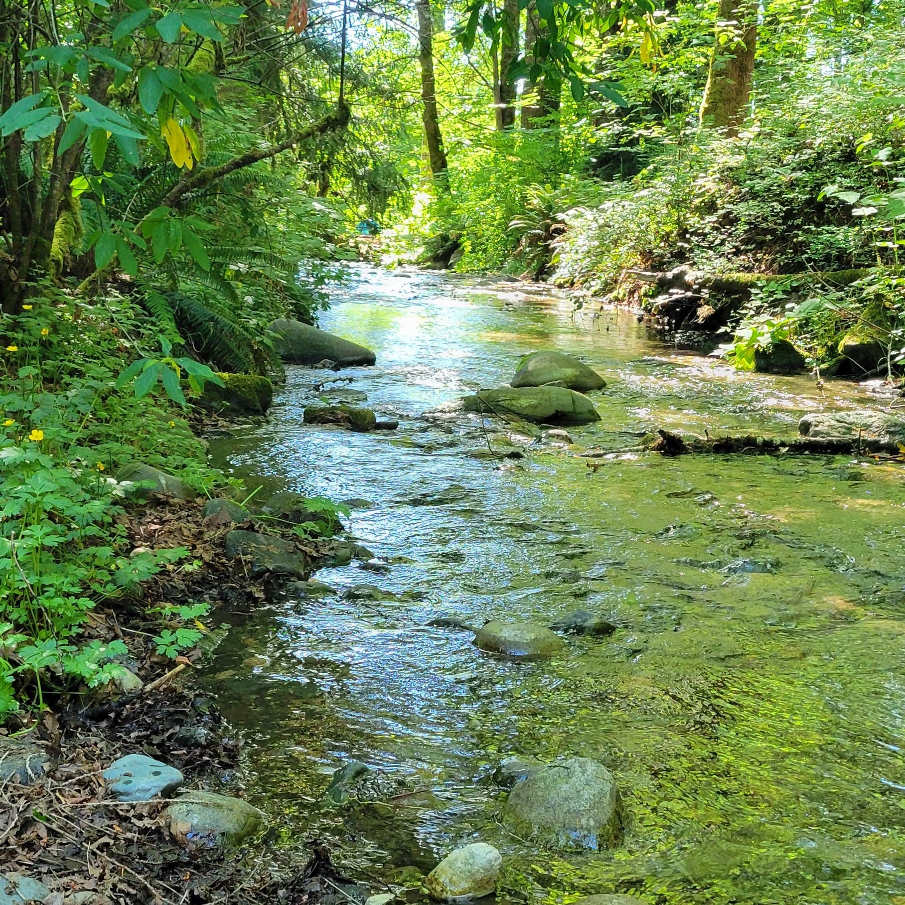 Belfair State Park Campground | Belfair, Washington