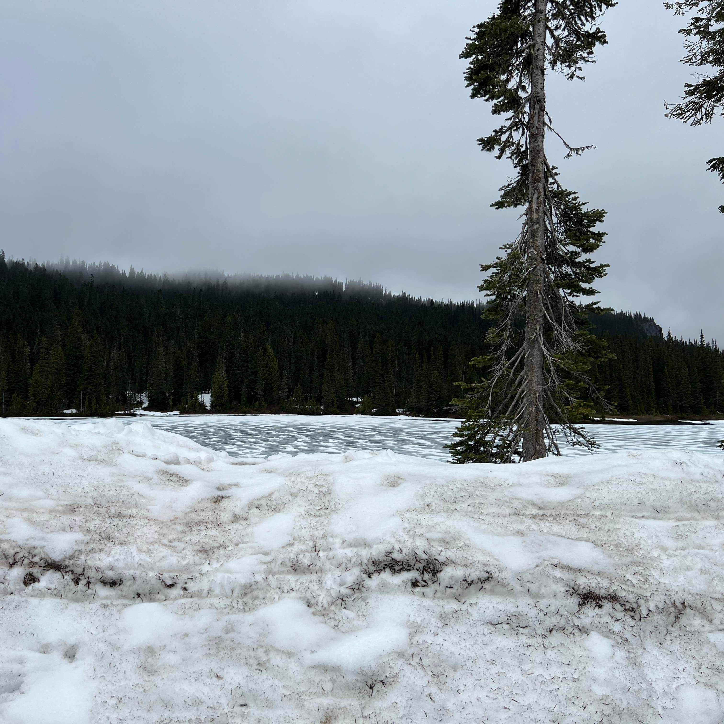 Cougar Rock Campground — Mount Rainier National Park Longmire Wa