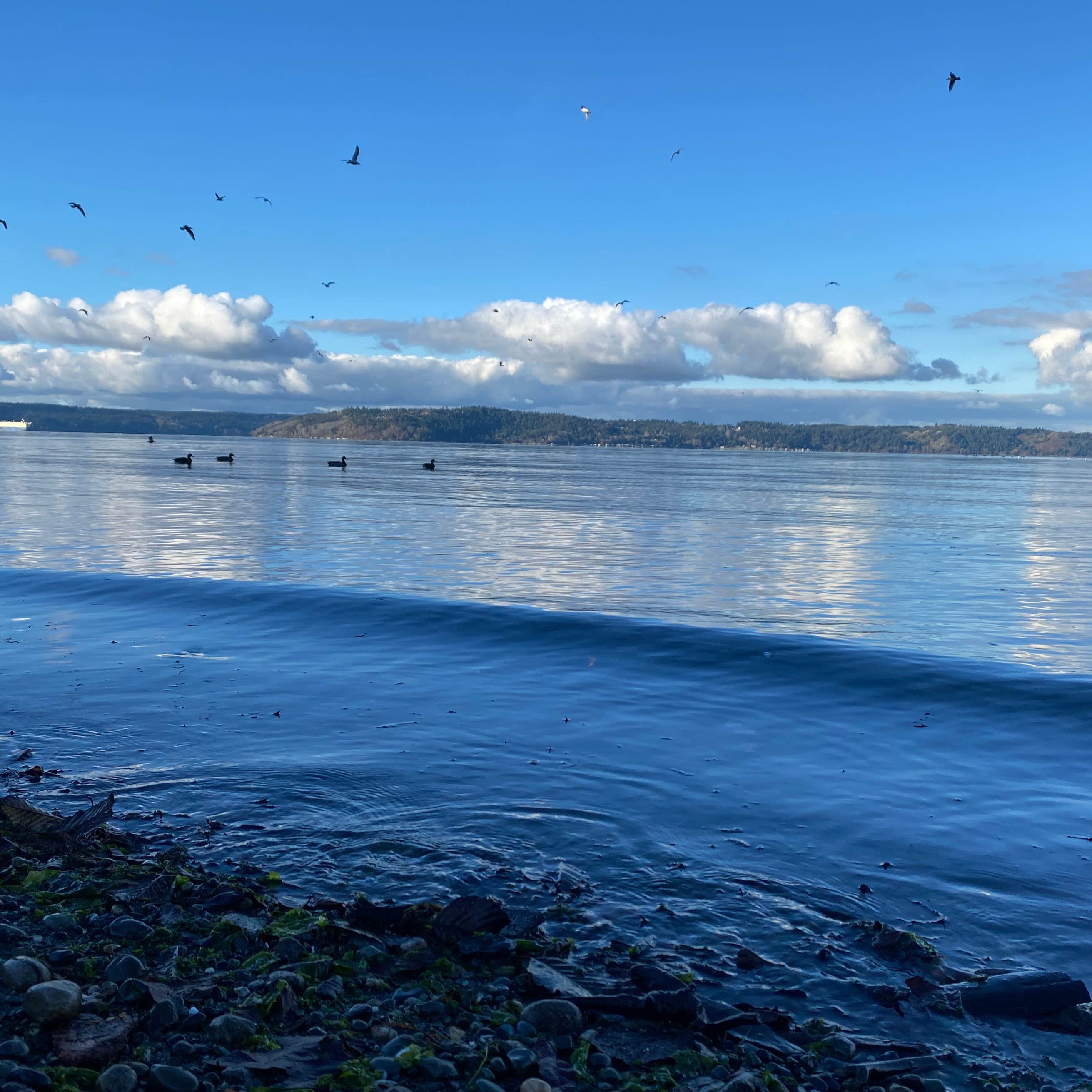 Dash Point State Park Campground | Federal Way, Washington