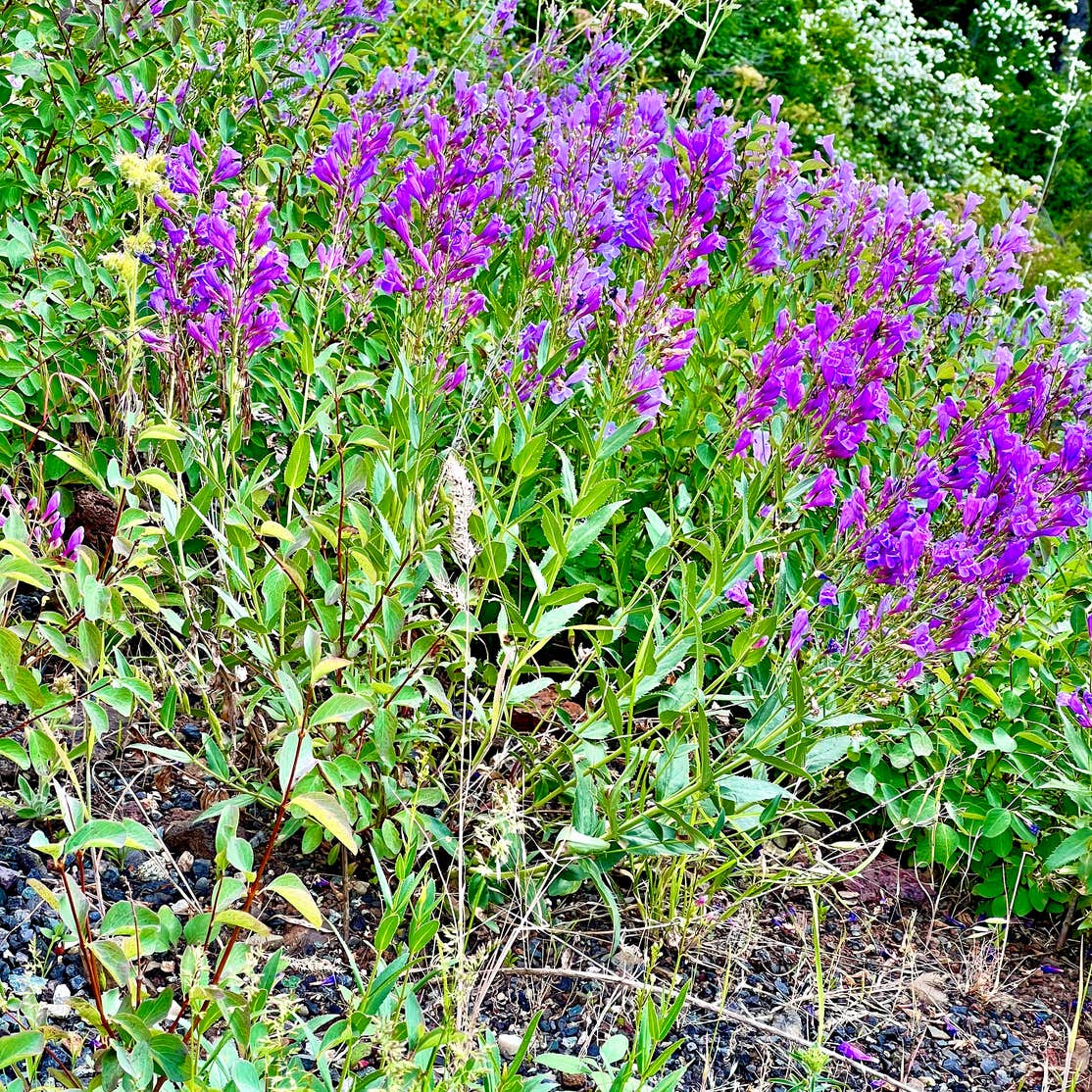 Fields Spring State Park Campground | Anatone, WA