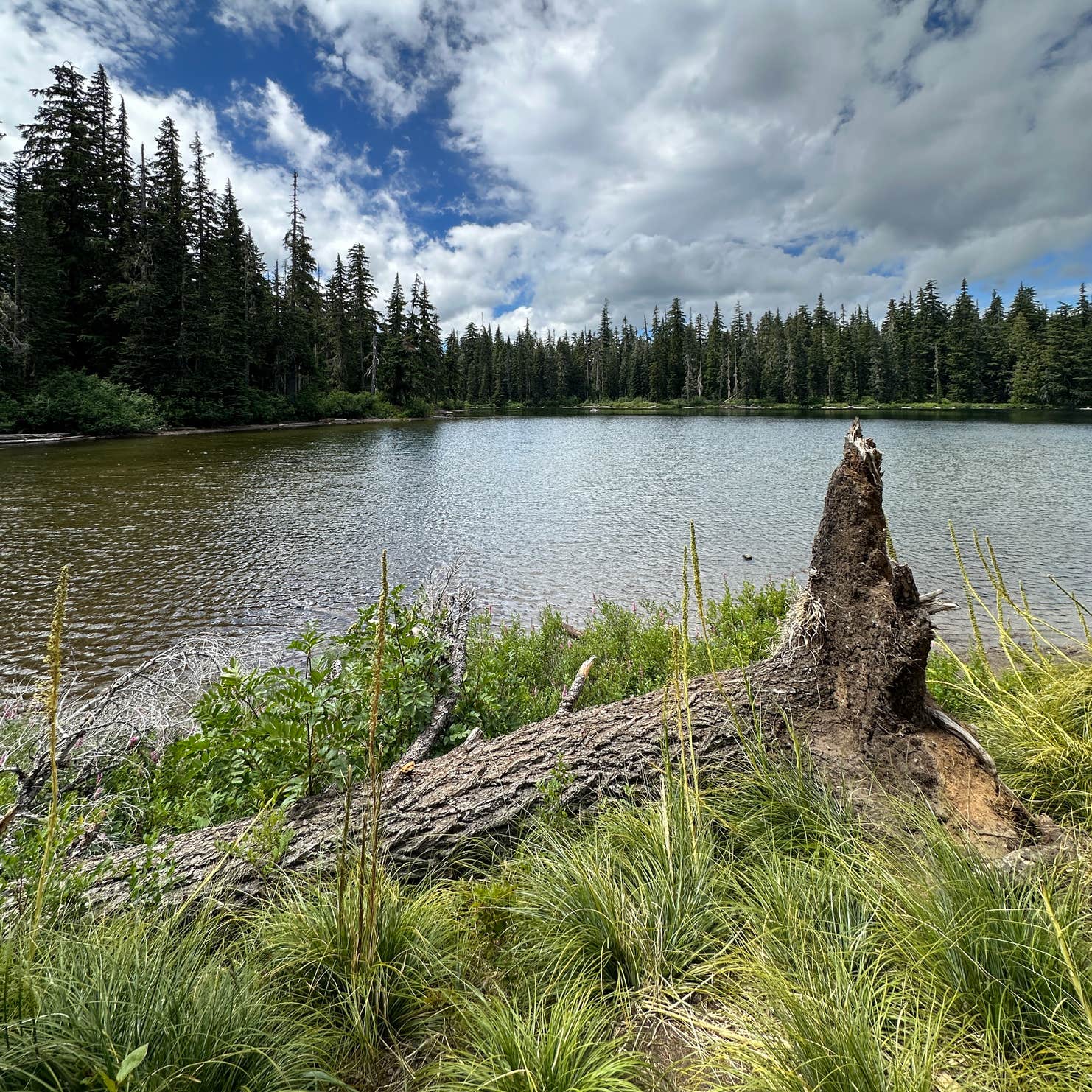 Forlorn Lakes Camping | Trout Lake, Washington